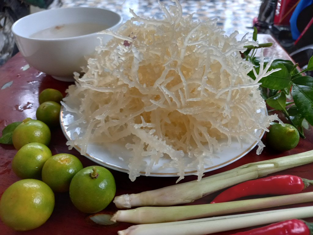 Tuyển chọn 500+ hình ảnh rong sụn đẹp mắt và sinh động