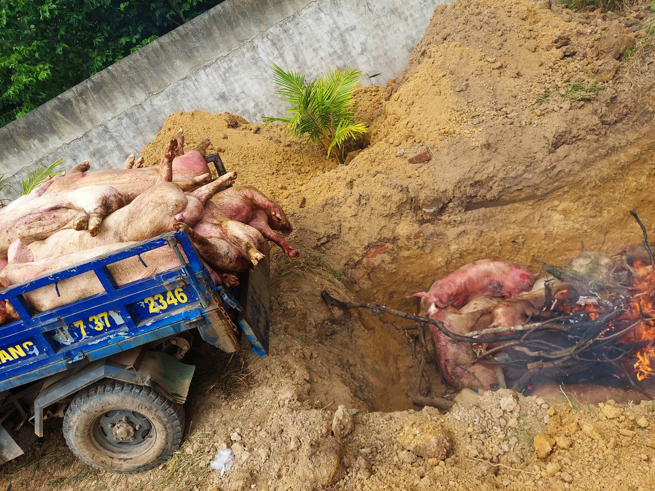 Đồng Nai: Phát hiện ổ dịch tả heo châu Phi tại trạm trung chuyển