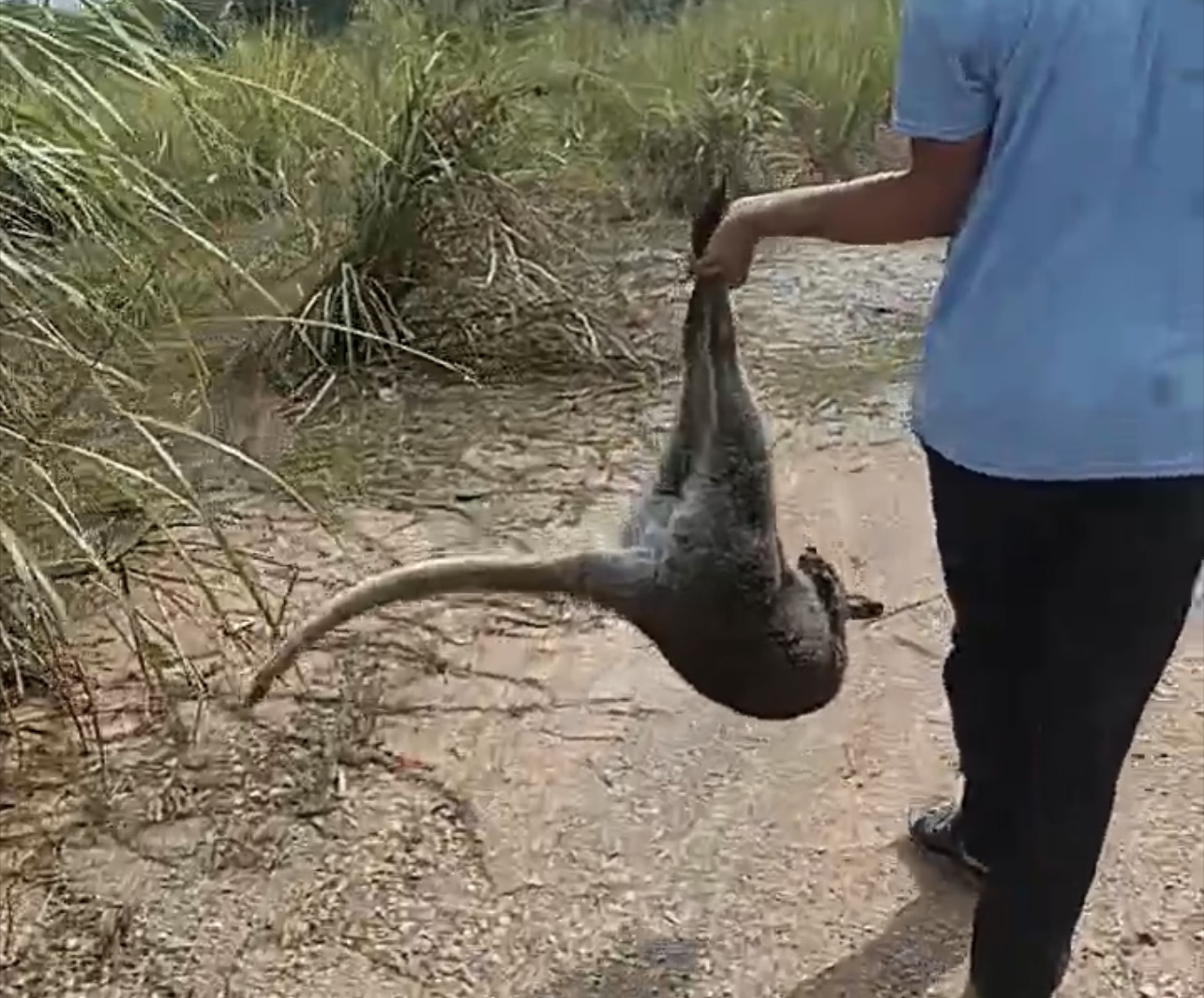 Phát hiện 3 con chuột túi ở Cao Bằng