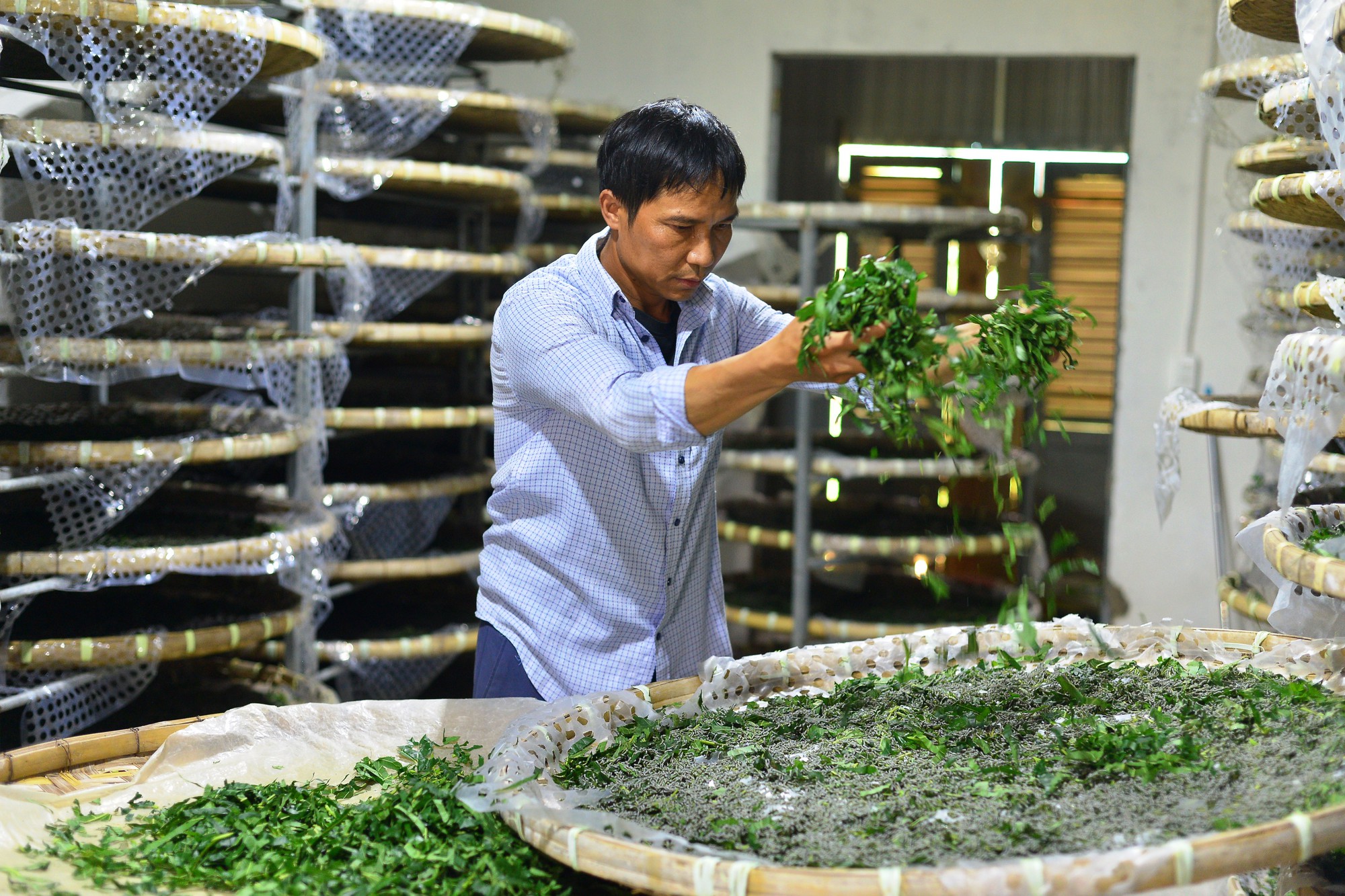 Mãi loay hoay chuyện trứng giống tằm