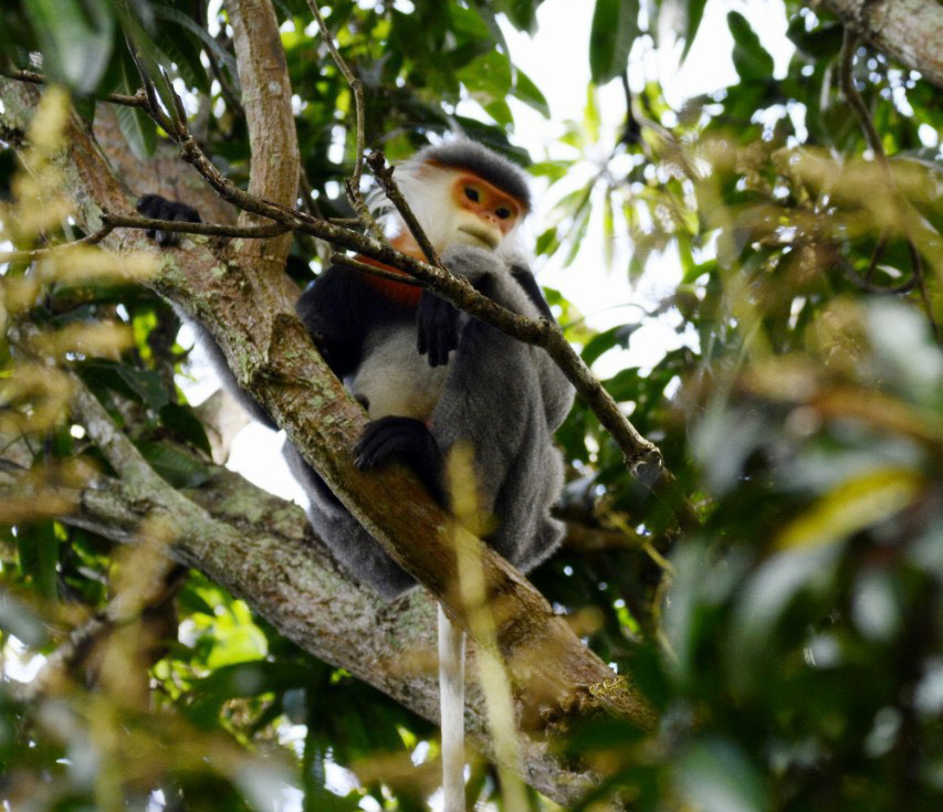 Phú Yên: Phát hiện 3 cá thể voọc chà vá chân xám ở ngoại ô Tuy Hòa