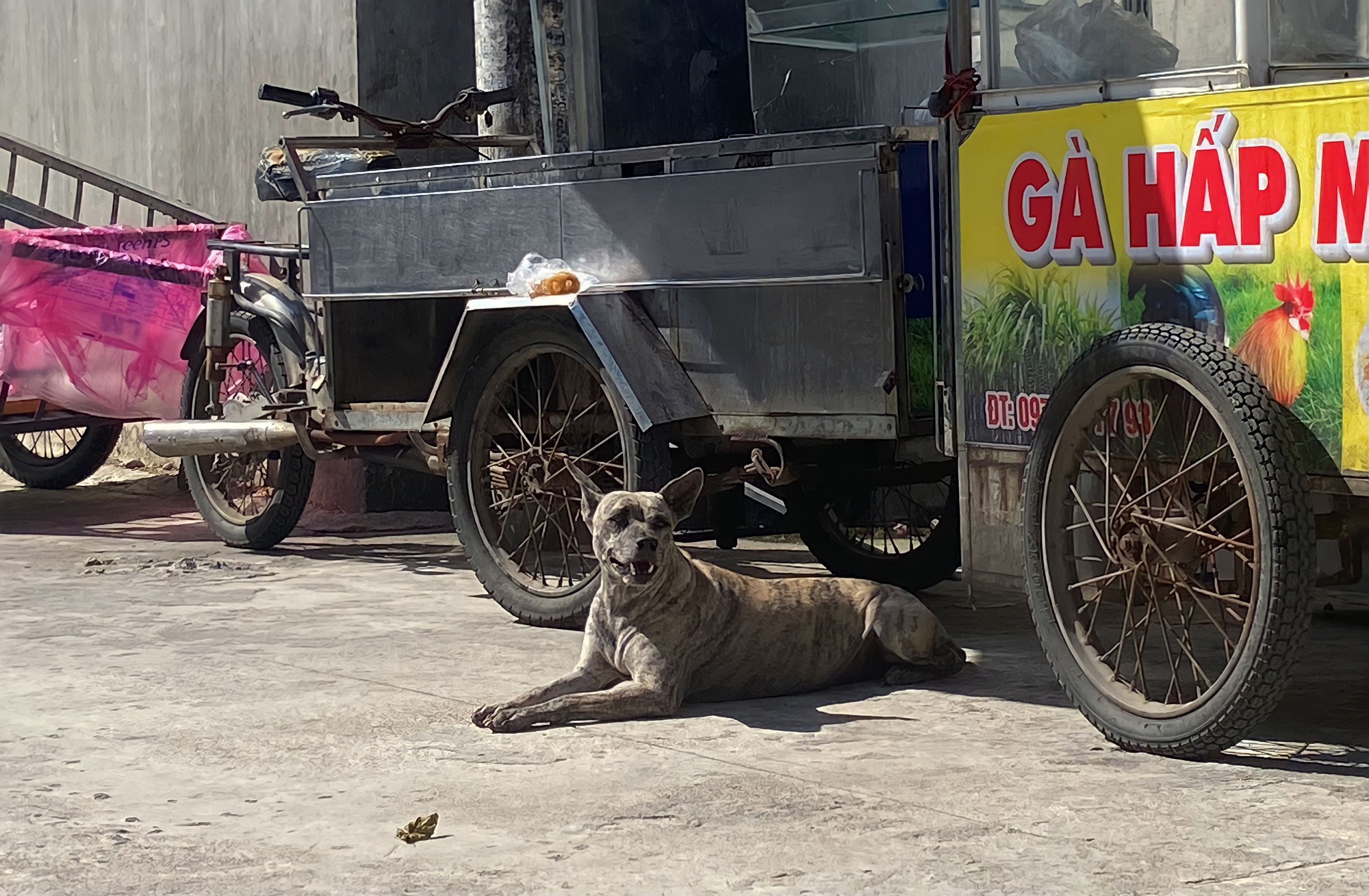 Khánh Hòa: Nghiên cứu lập đội bắt chó thả rông ở TP.Nha Trang
