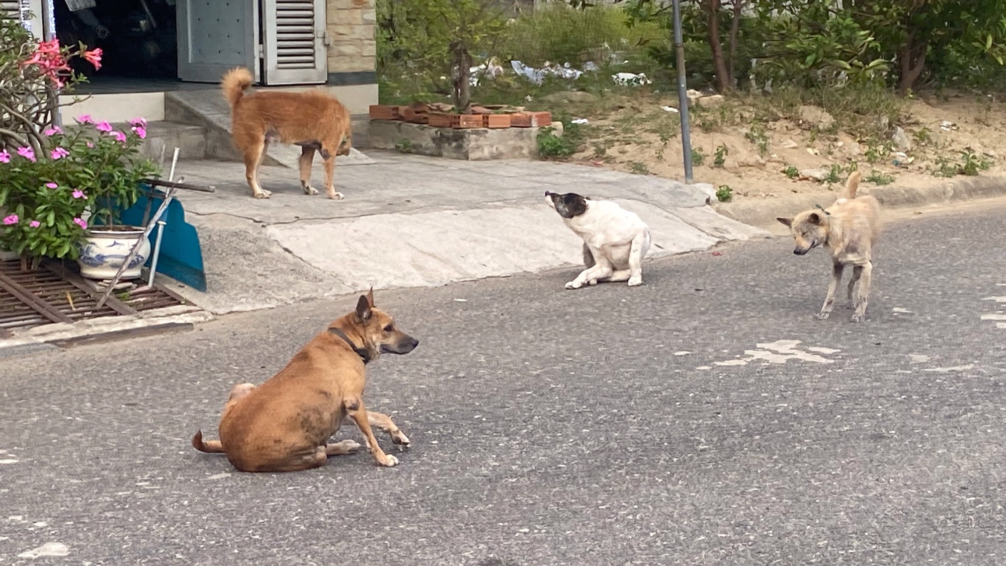 Khánh Hòa: Nghiên cứu lập đội bắt chó thả rông ở TP.Nha Trang