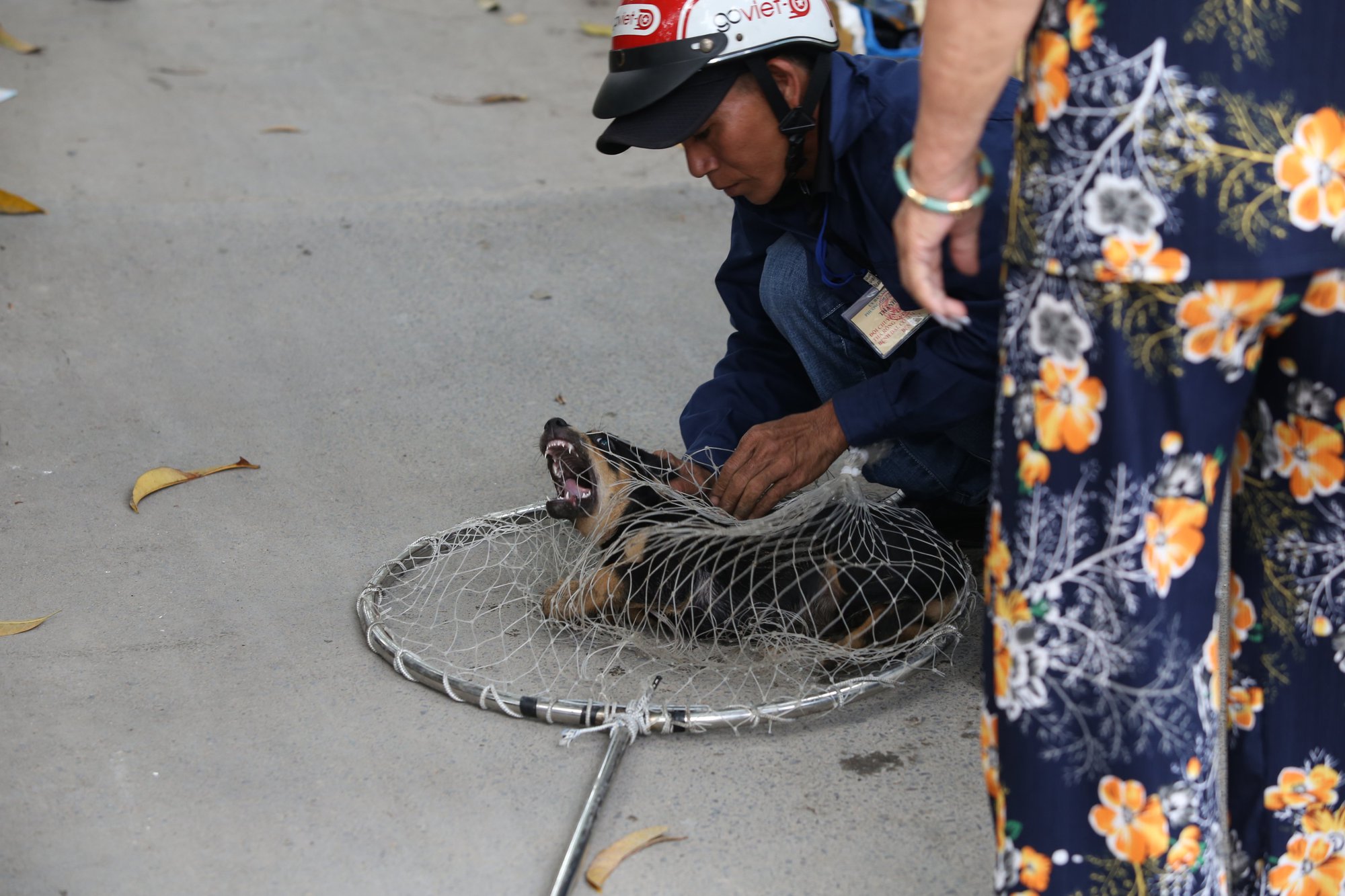 Chó thả rông đầy đường, đội bắt chó hụt hơi quây bắt