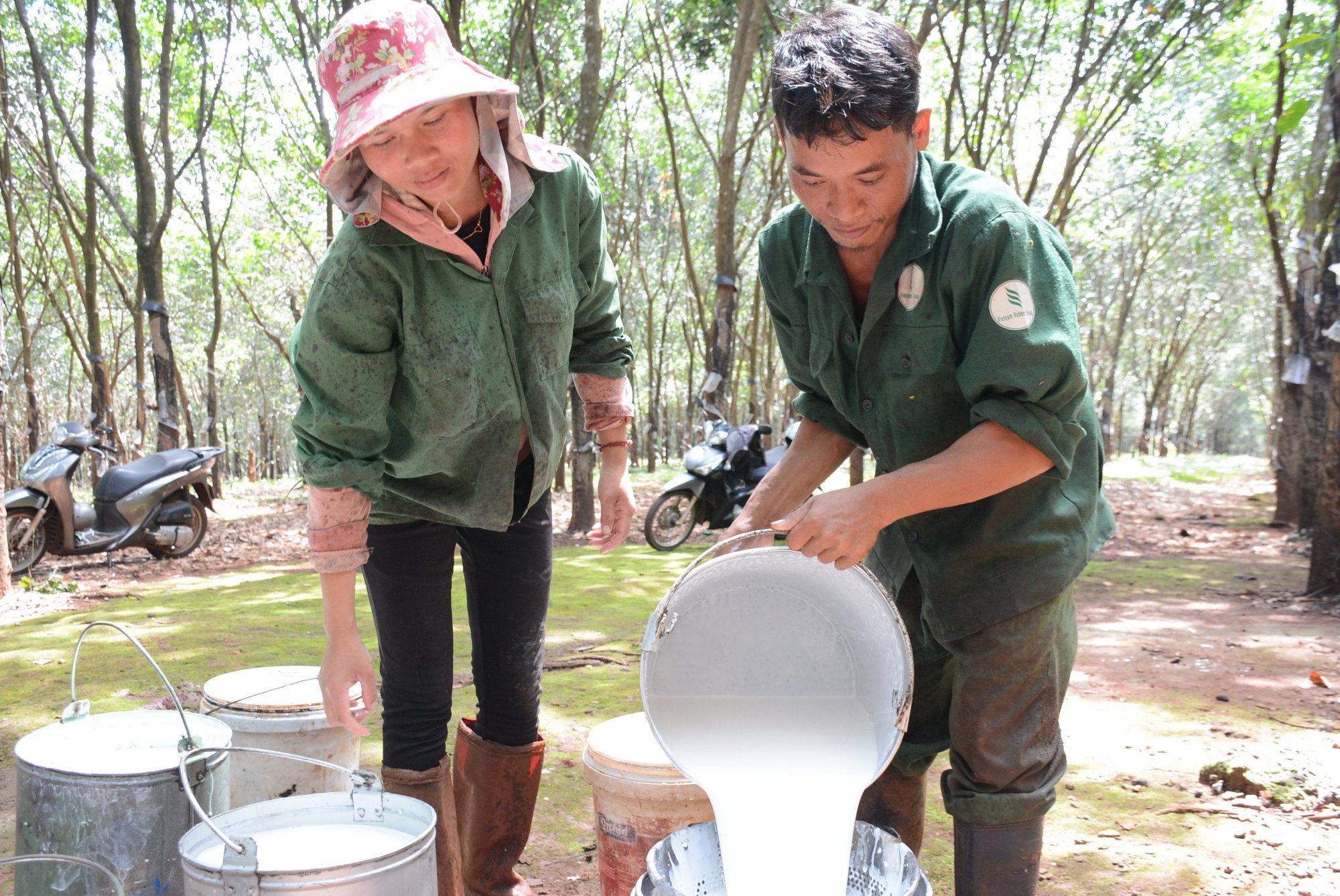 Cao su Tây nguyên và những con số đáng mừng