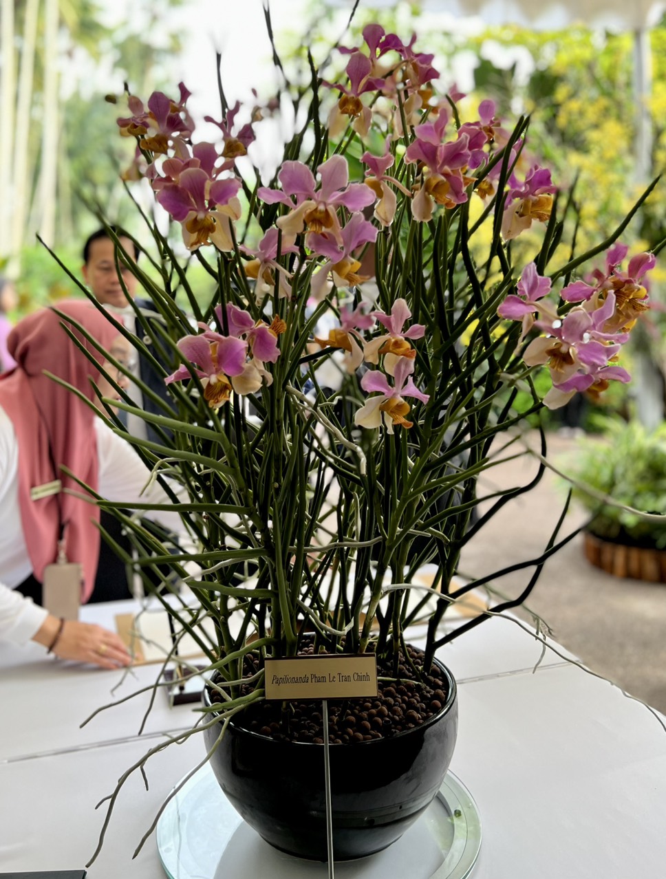 Loài hoa lan Singapore đặc biệt mang tên Thủ tướng Phạm Minh Chính và ...