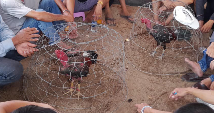 Quảng Ngãi: Bắt quả tang hàng chục người đánh bạc dưới hình thức đá gà