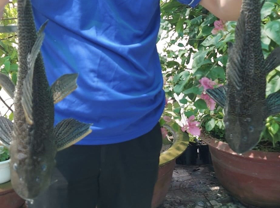 Bé gái 13 tuổi tử vong nghi do ngộ độc cá lau kiếng