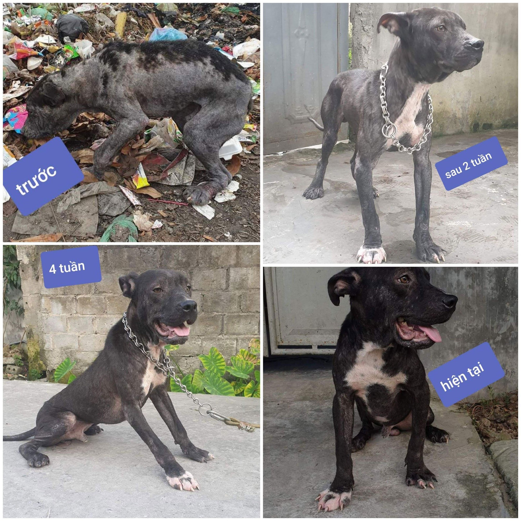 Chàng trai quyết hồi sinh chú chó ghẻ lở