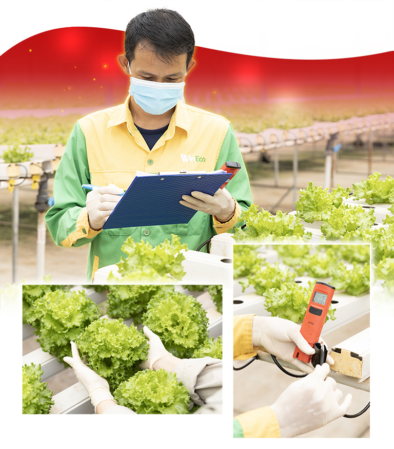 Từ nông trường đến bàn ăn, WinEco từng bước hoàn thiện chuỗi giá trị