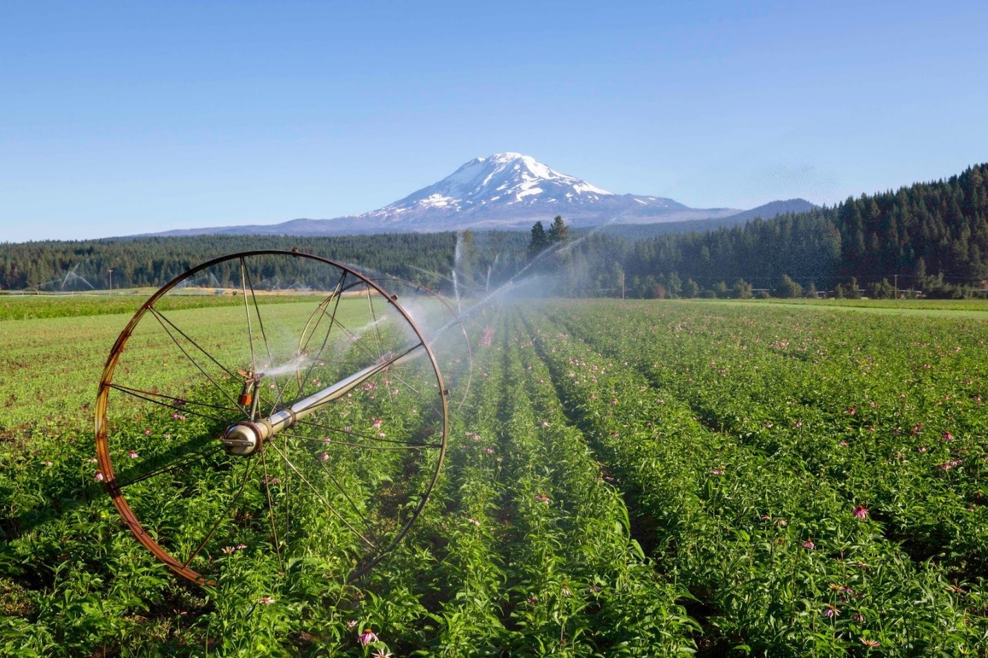 Lý giải lý do vì sao Nutrilite sở hữu tứ quý 1 - bán chạy số 1
