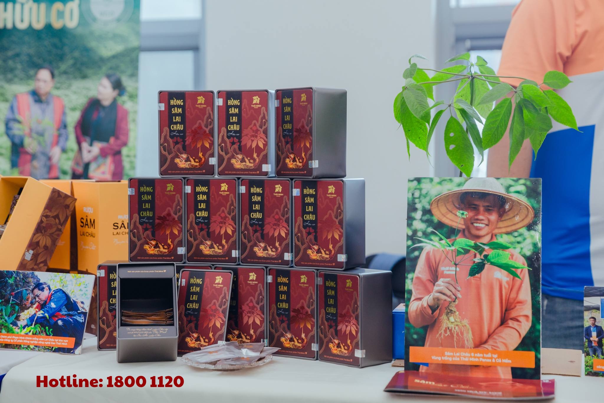 Chuyển giao khoa học ra mắt Hồng sâm Lai Châu - Tiên phong Hồng sâm ...