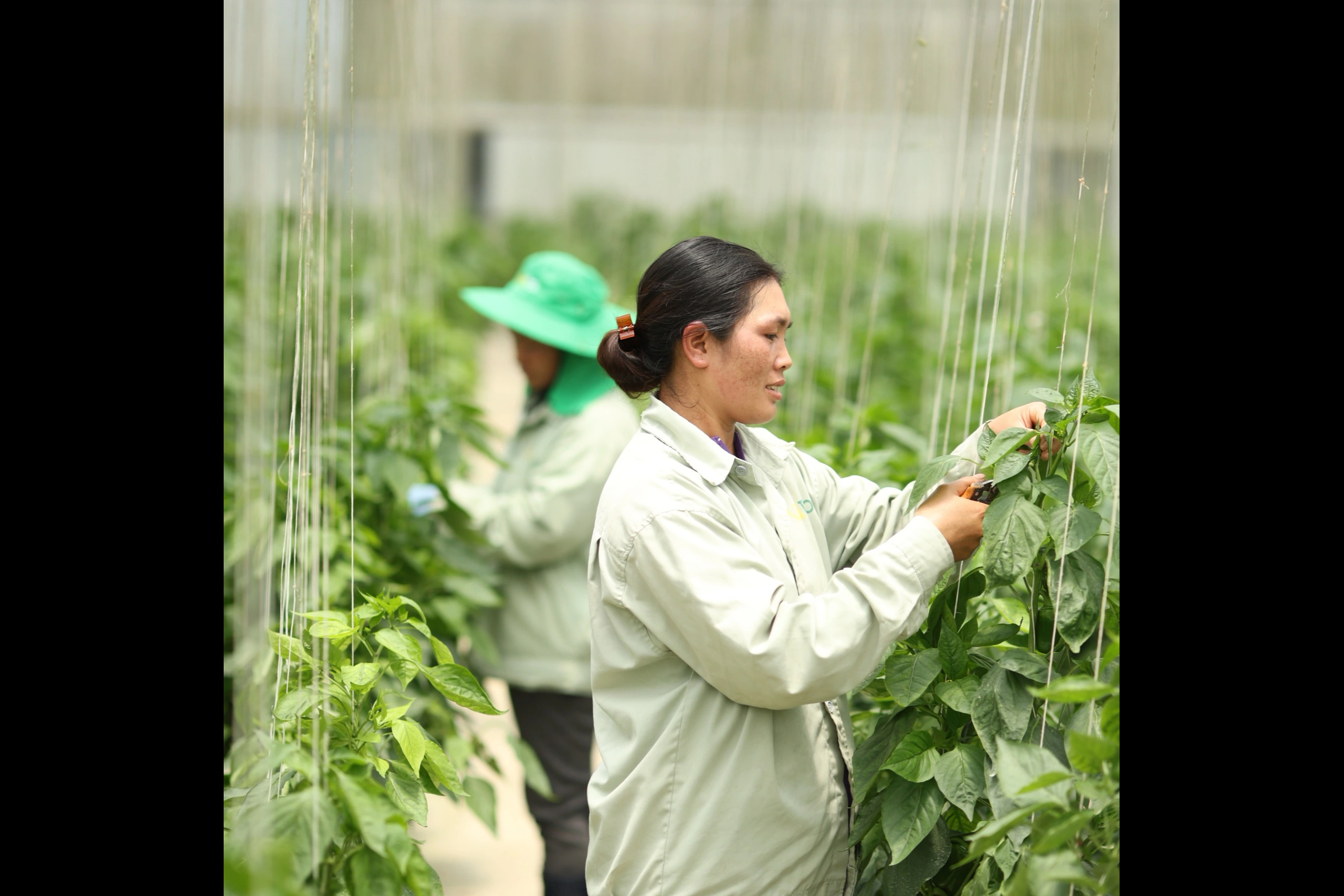 Rau củ quả WinEco trong Top 10 sản phẩm, dịch vụ ấn tượng năm 2024