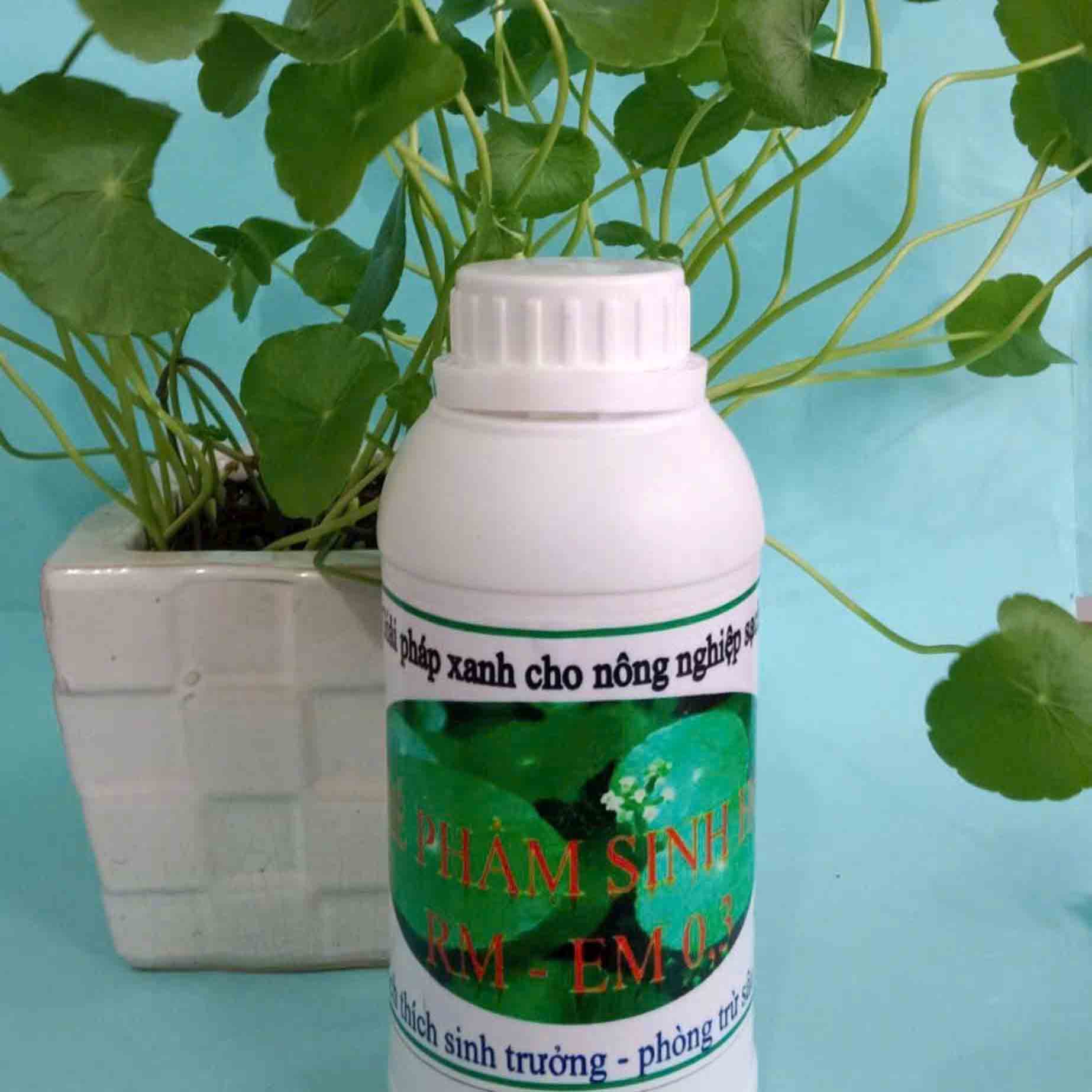 Nhóm học sinh tìm ra công thức từ rau má lá sen để diệt trừ sâu bọ