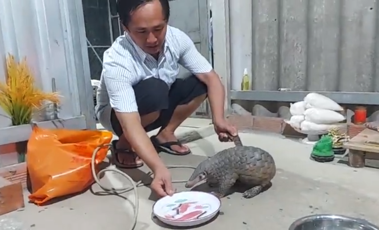 Nghe tiếng chó sủa, bắt được con tê tê quý hiếm