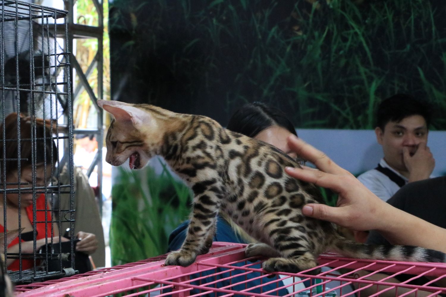 Ngắm thú cưng được rao giá bằng với một chiếc xe máy SH