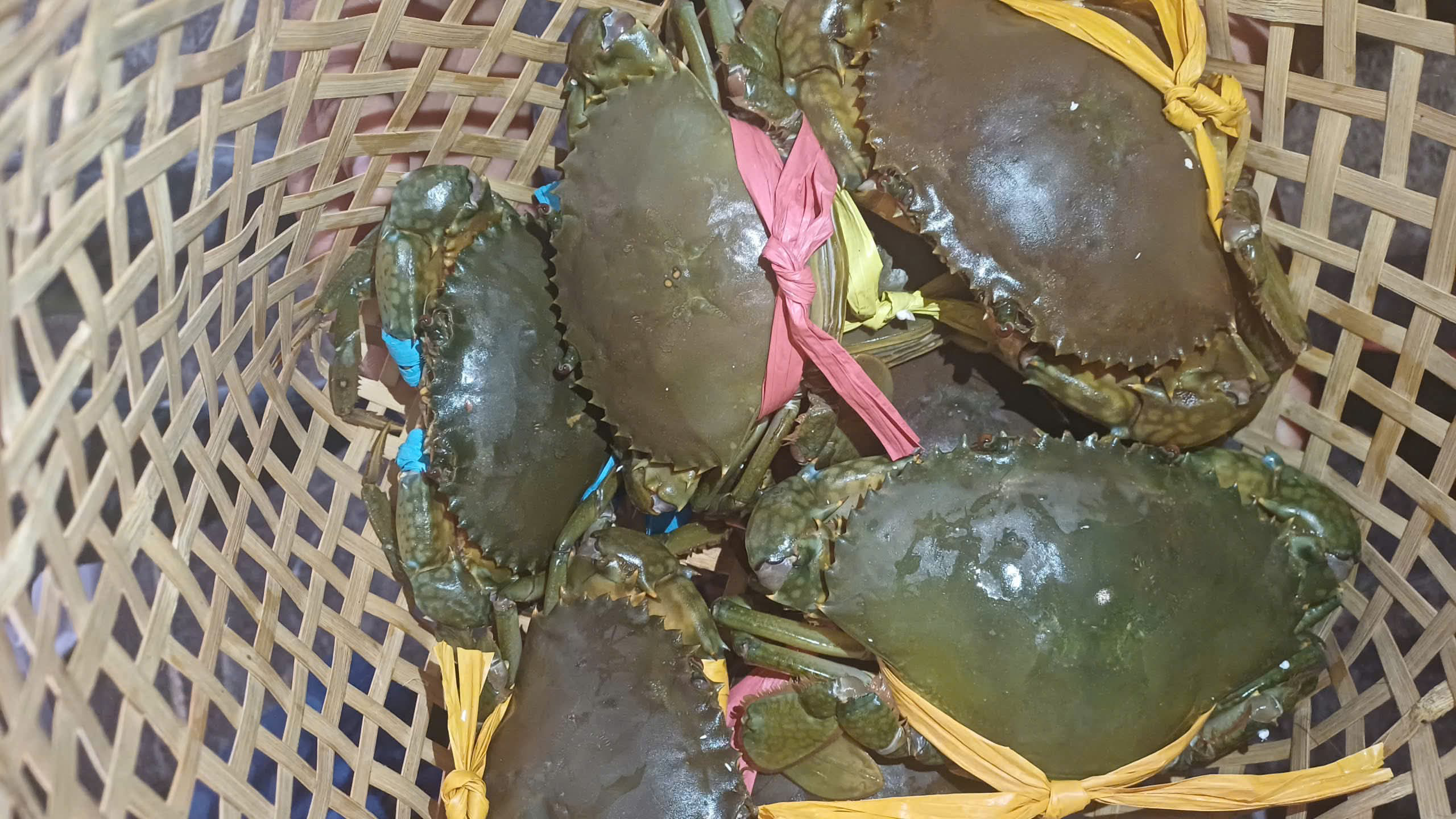 Unique crab racing in Ca Mau