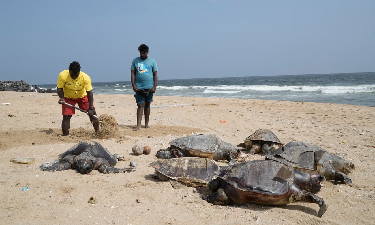 Bí ẩn hơn 1.100 con vích chết hàng loạt trên bờ biển phía nam Ấn Độ