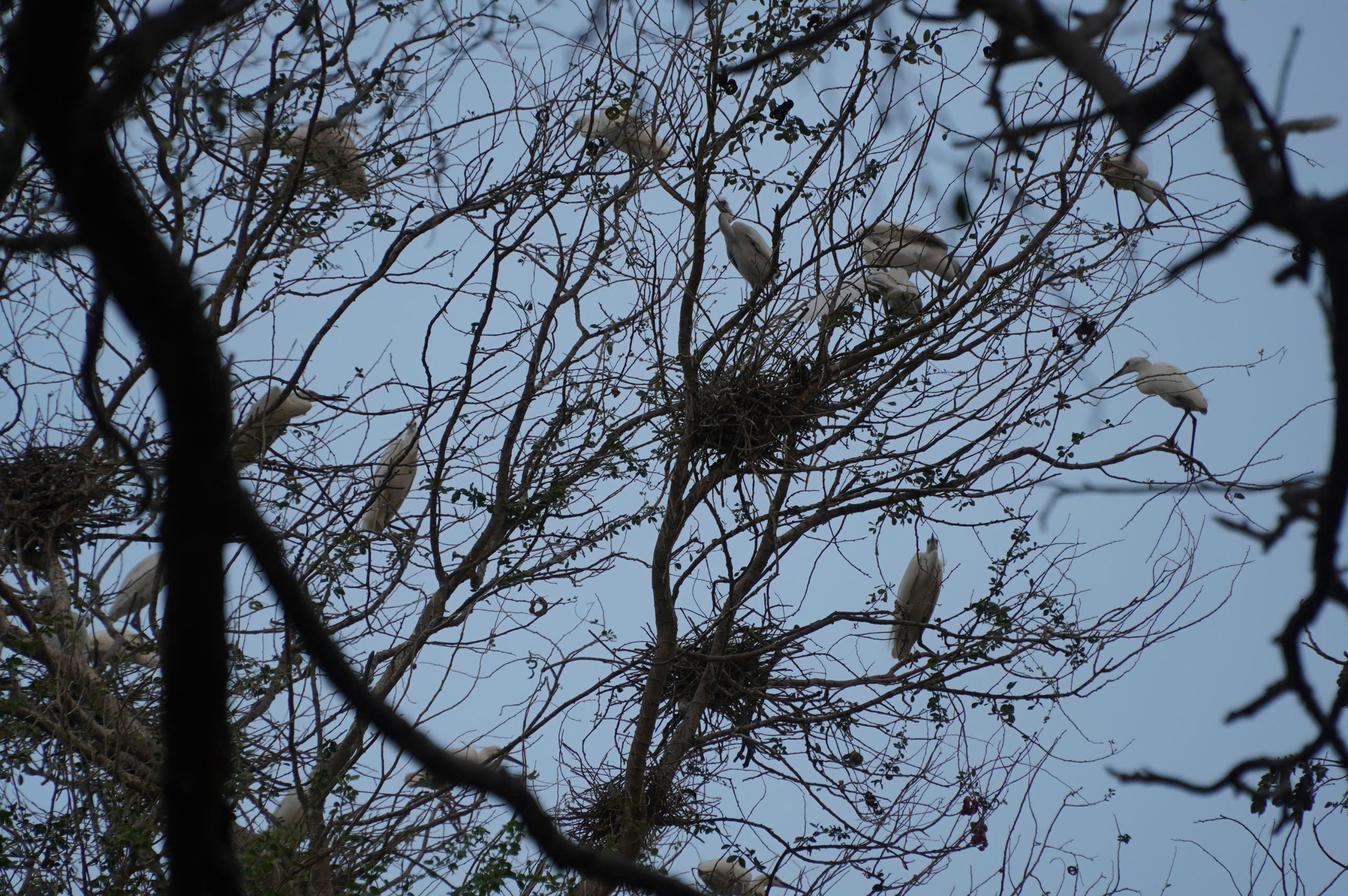 Gia đình nông dân miền Tây 'nhường' khu vườn hơn 2 ha cho chim trời trú ngụ