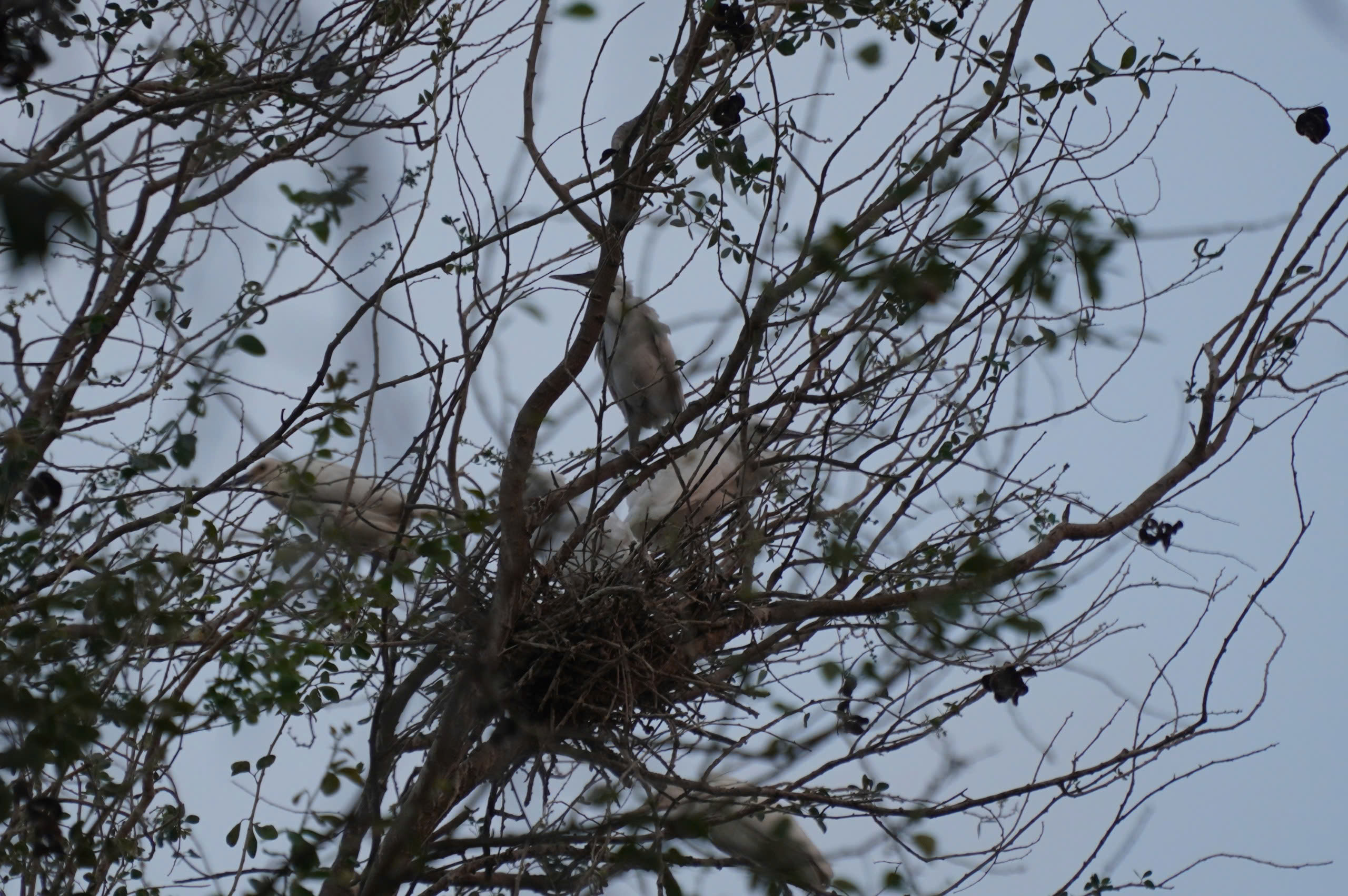 Gia đình nông dân miền Tây 'nhường' khu vườn hơn 2 ha cho chim trời trú ngụ