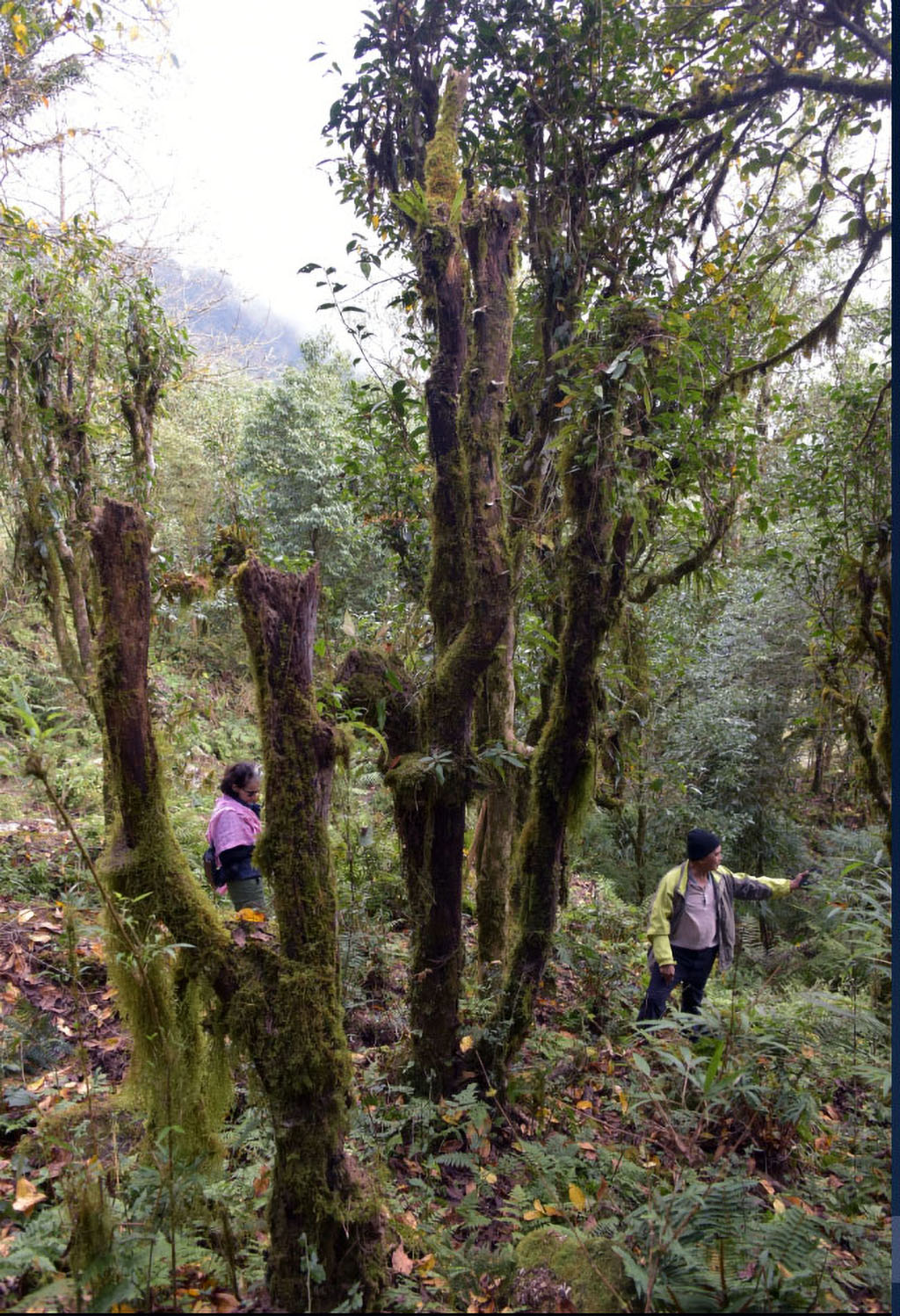 Uống trà đi!: Gieo mầm trà cho tương lai