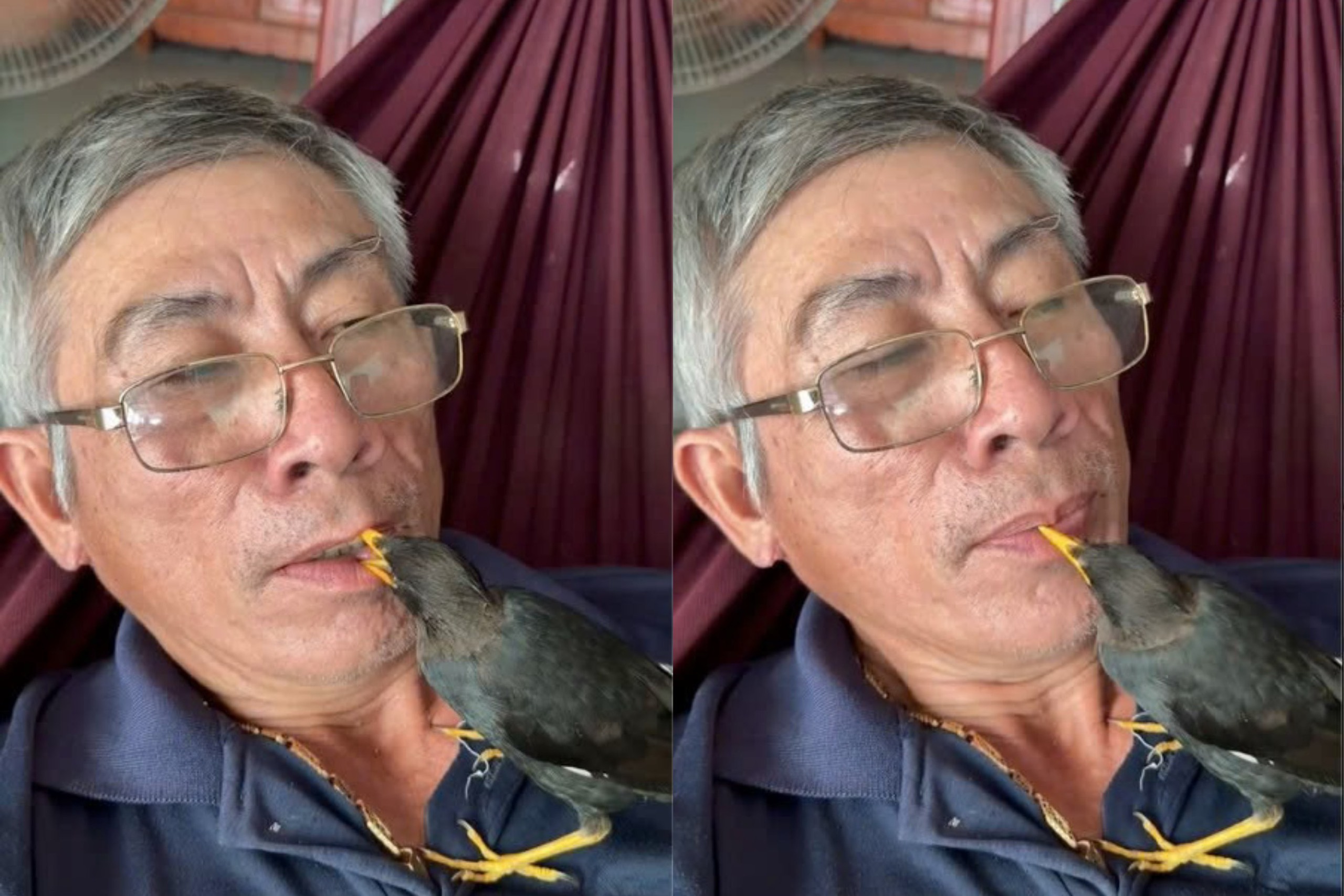 Chim sáo mỏ vàng tự bay đến 'ở nhờ', quấn quýt bên ông lão như người thân