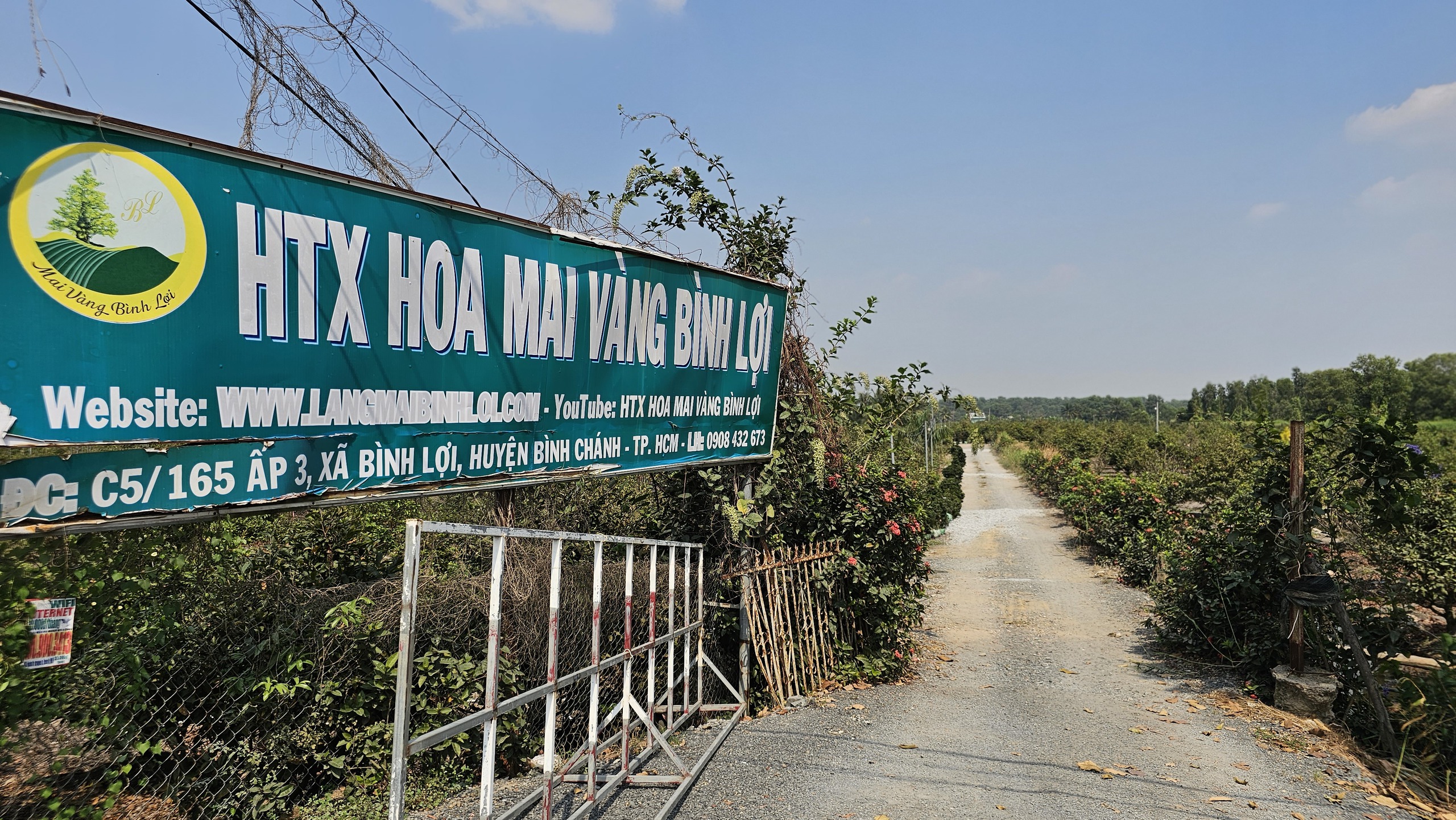 Desa Bunga Aprikot Binh Loi: Rahasia menghilangkan daun aprikot yang ...