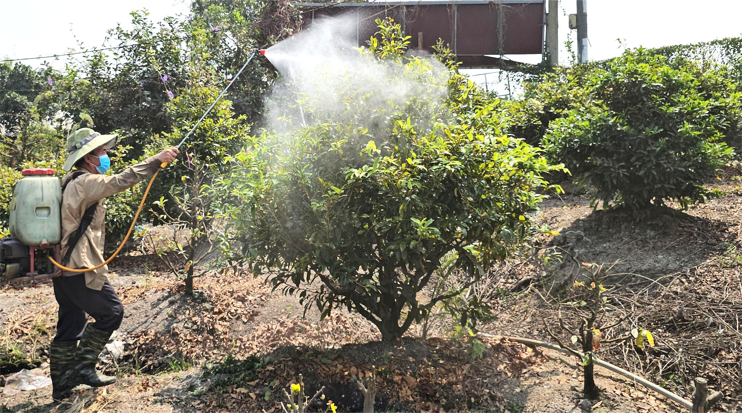Desa Bunga Aprikot Binh Loi: Rahasia menghilangkan daun aprikot yang ...