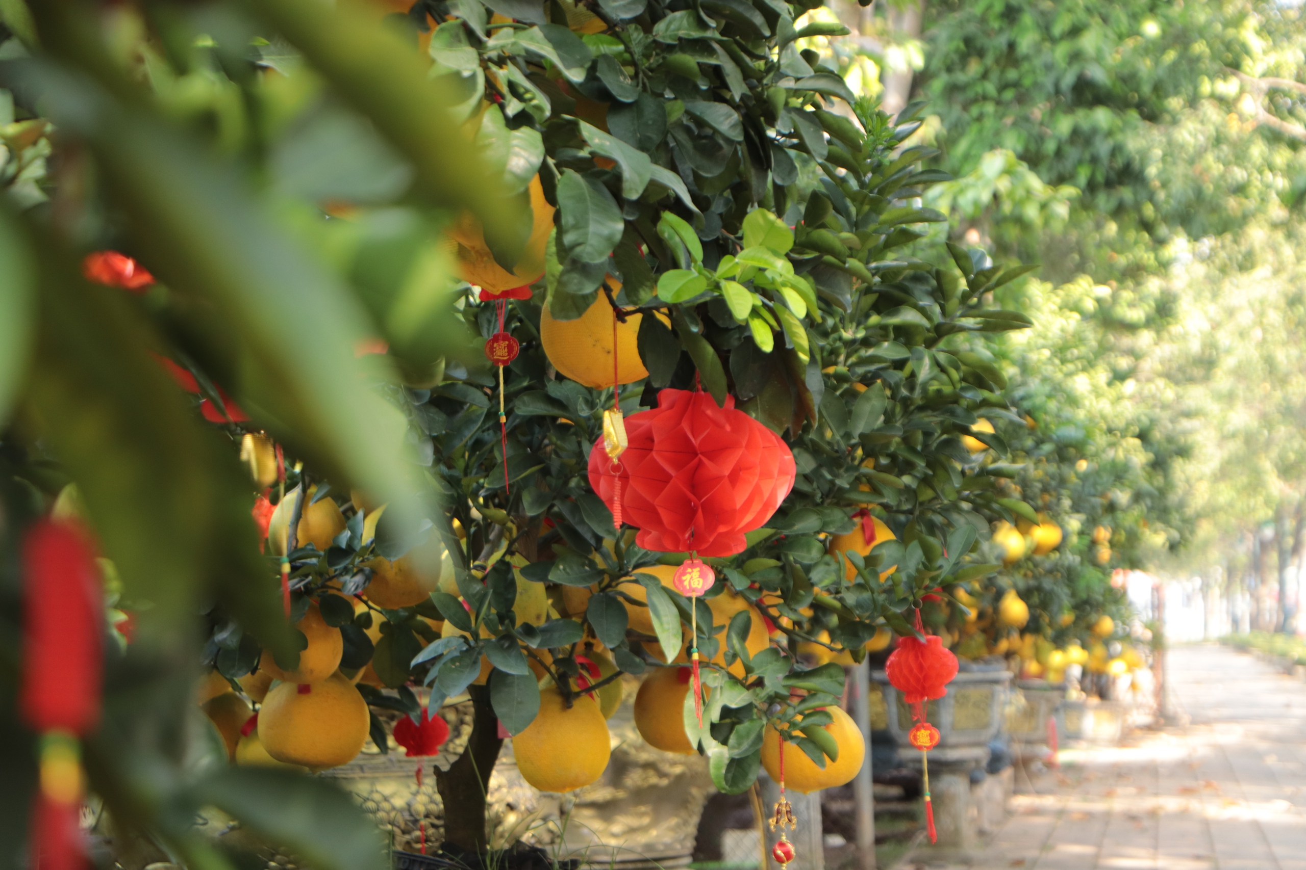 Dien pomelos bursting with yellow color on the streets of Ho Chi Minh ...
