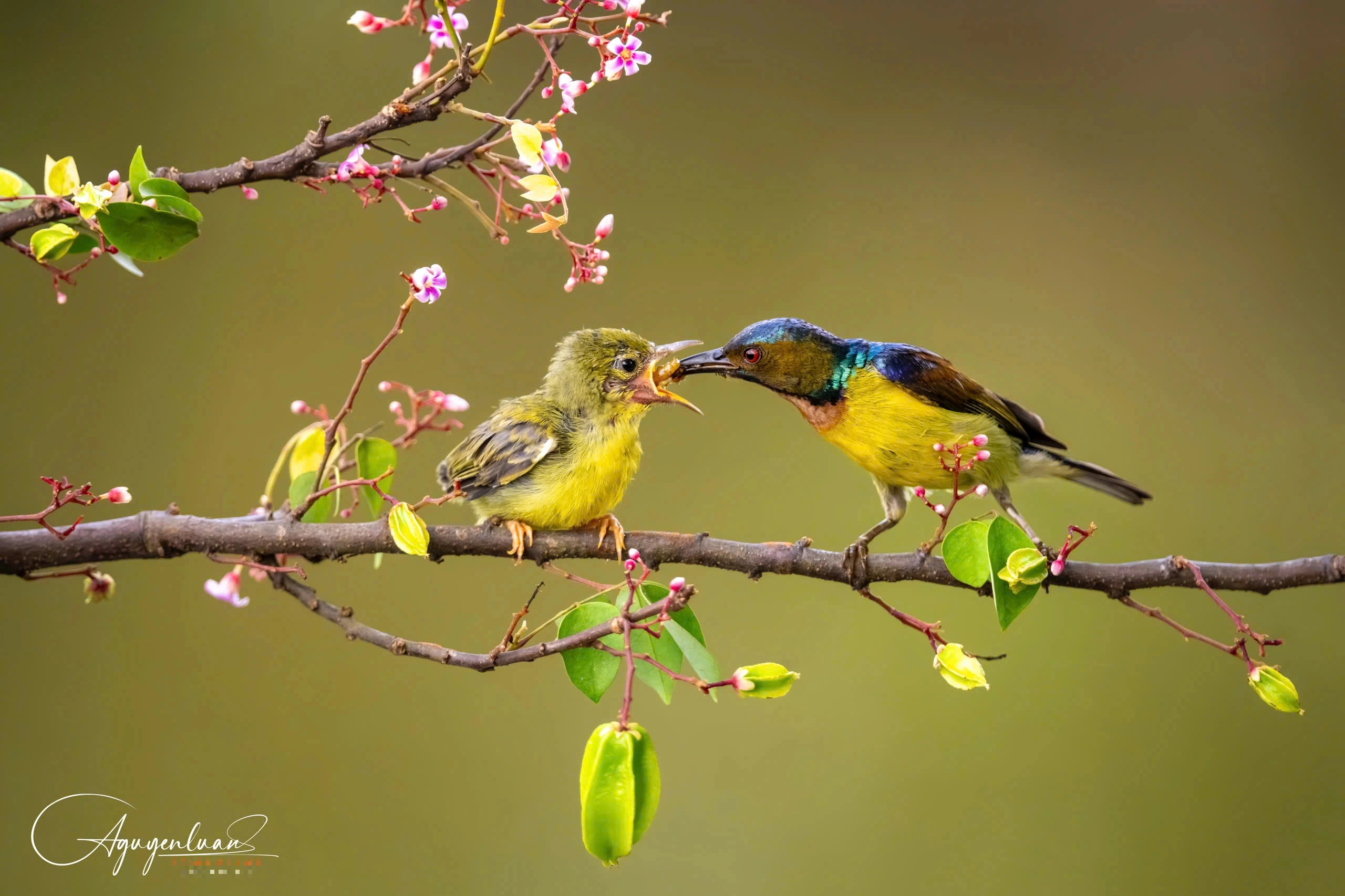 Khoảnh khắc hiếm: Chim hút mật mớm mồi cho con non trong chùa ở Đồng Tháp