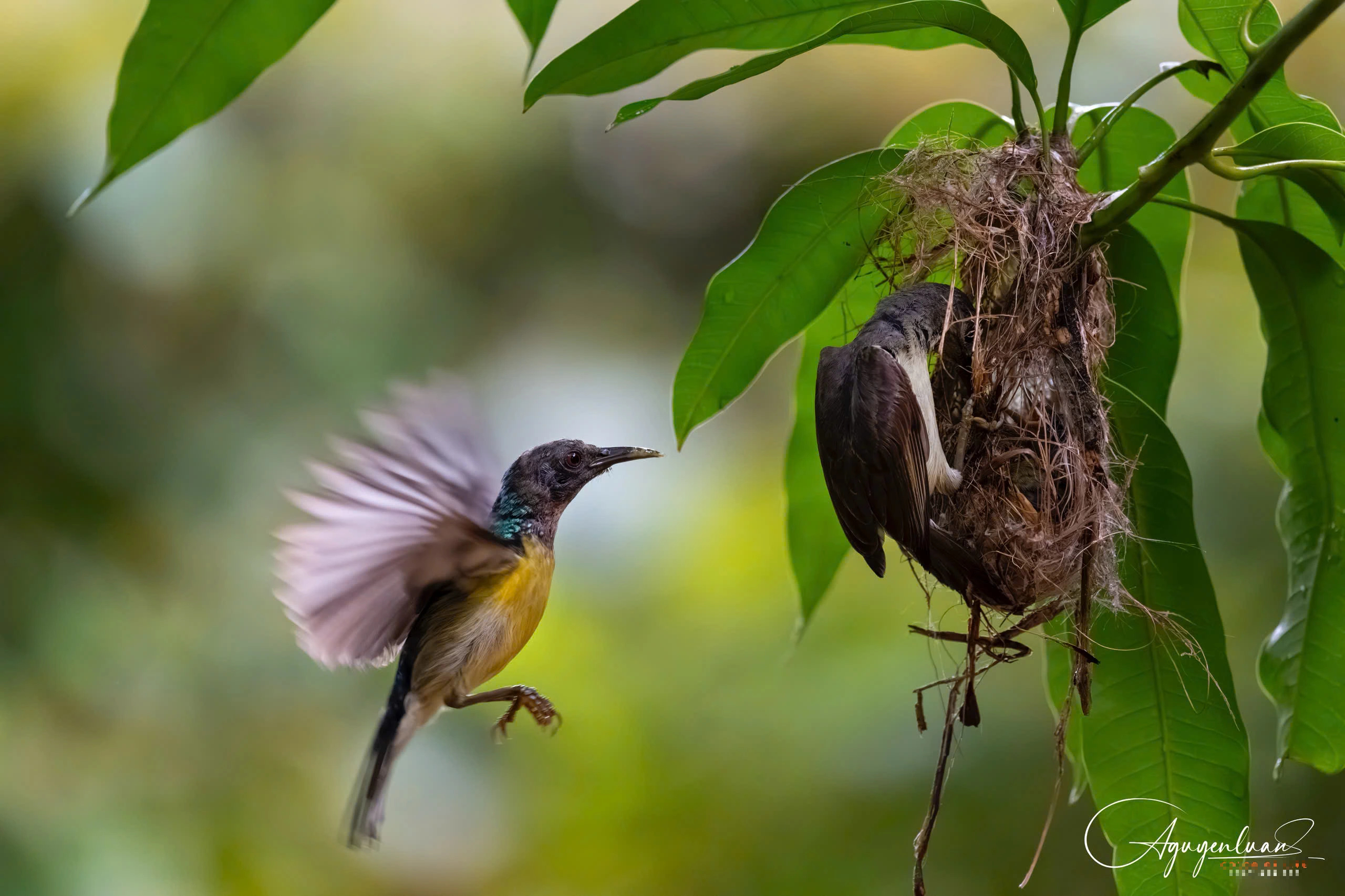 Khoảnh khắc hiếm: Chim hút mật mớm mồi cho con non trong chùa ở Đồng Tháp