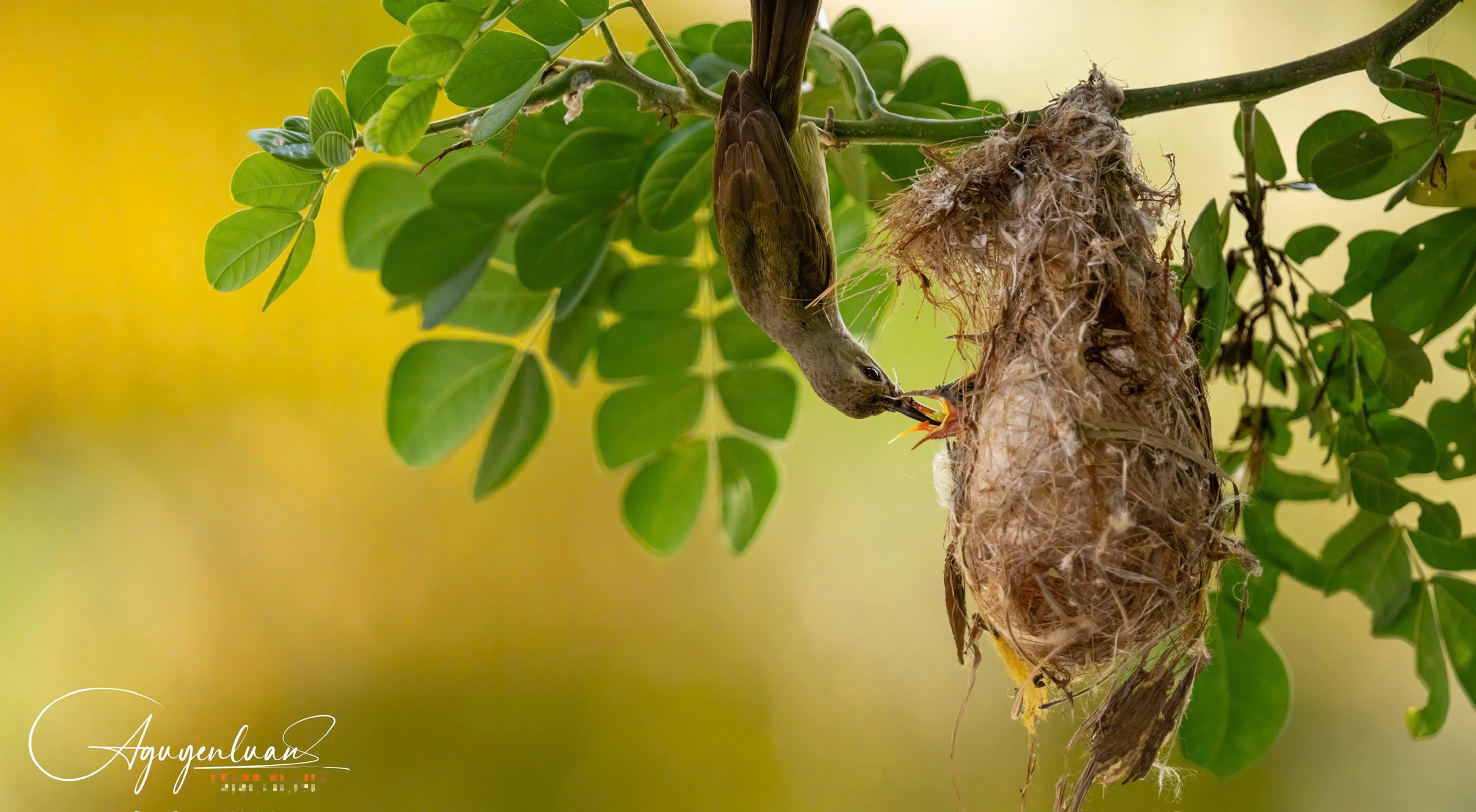 Khoảnh khắc hiếm: Chim hút mật mớm mồi cho con non trong chùa ở Đồng Tháp