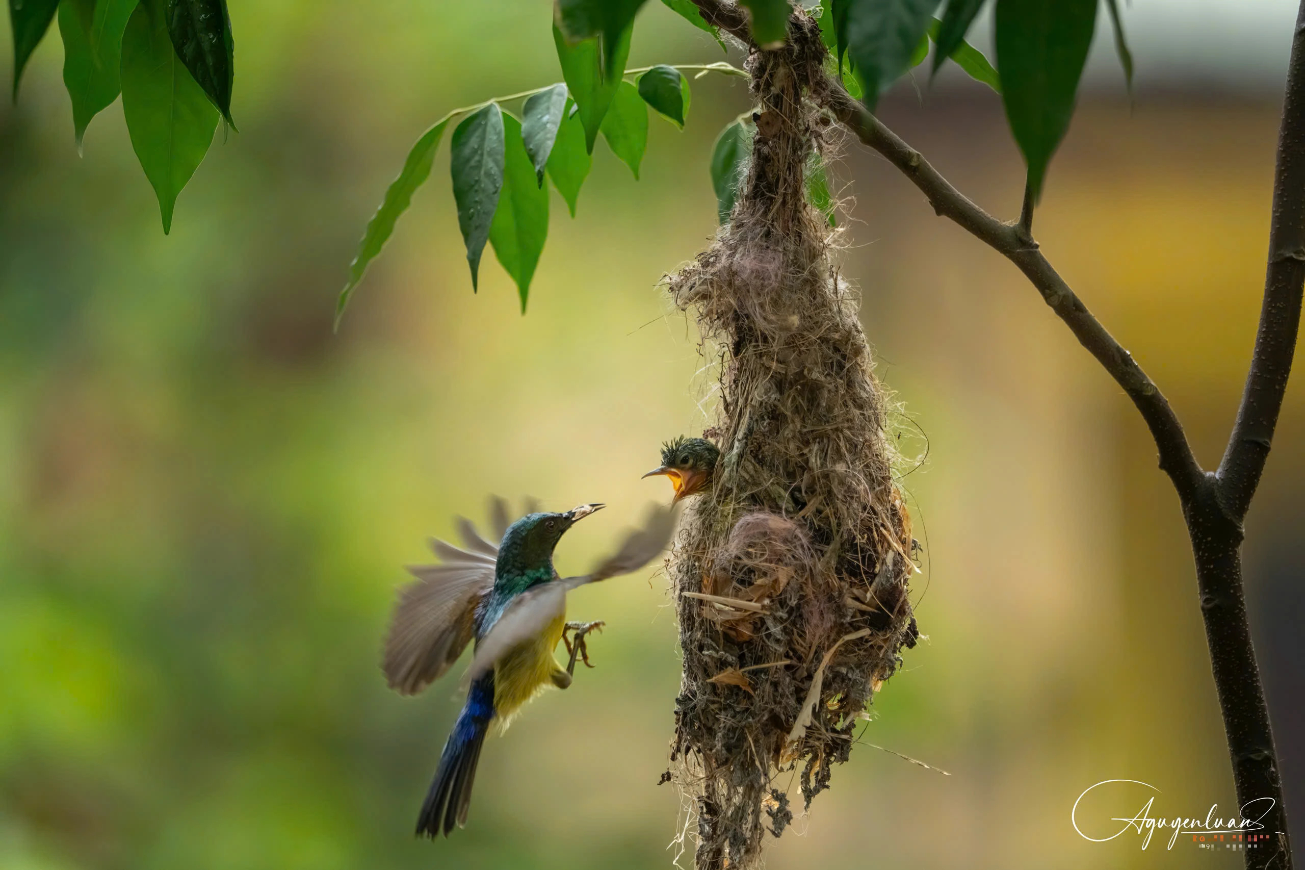 Khoảnh khắc hiếm: Chim hút mật mớm mồi cho con non trong chùa ở Đồng Tháp