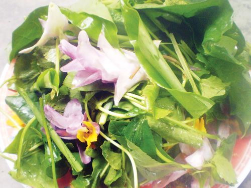 Rau tập tàng
