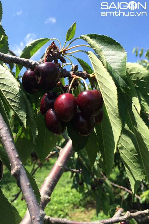 Thích thú với trải nghiệm tự hái cherry ở Mỹ