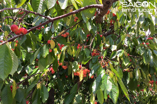 Thích thú với trải nghiệm tự hái cherry ở Mỹ