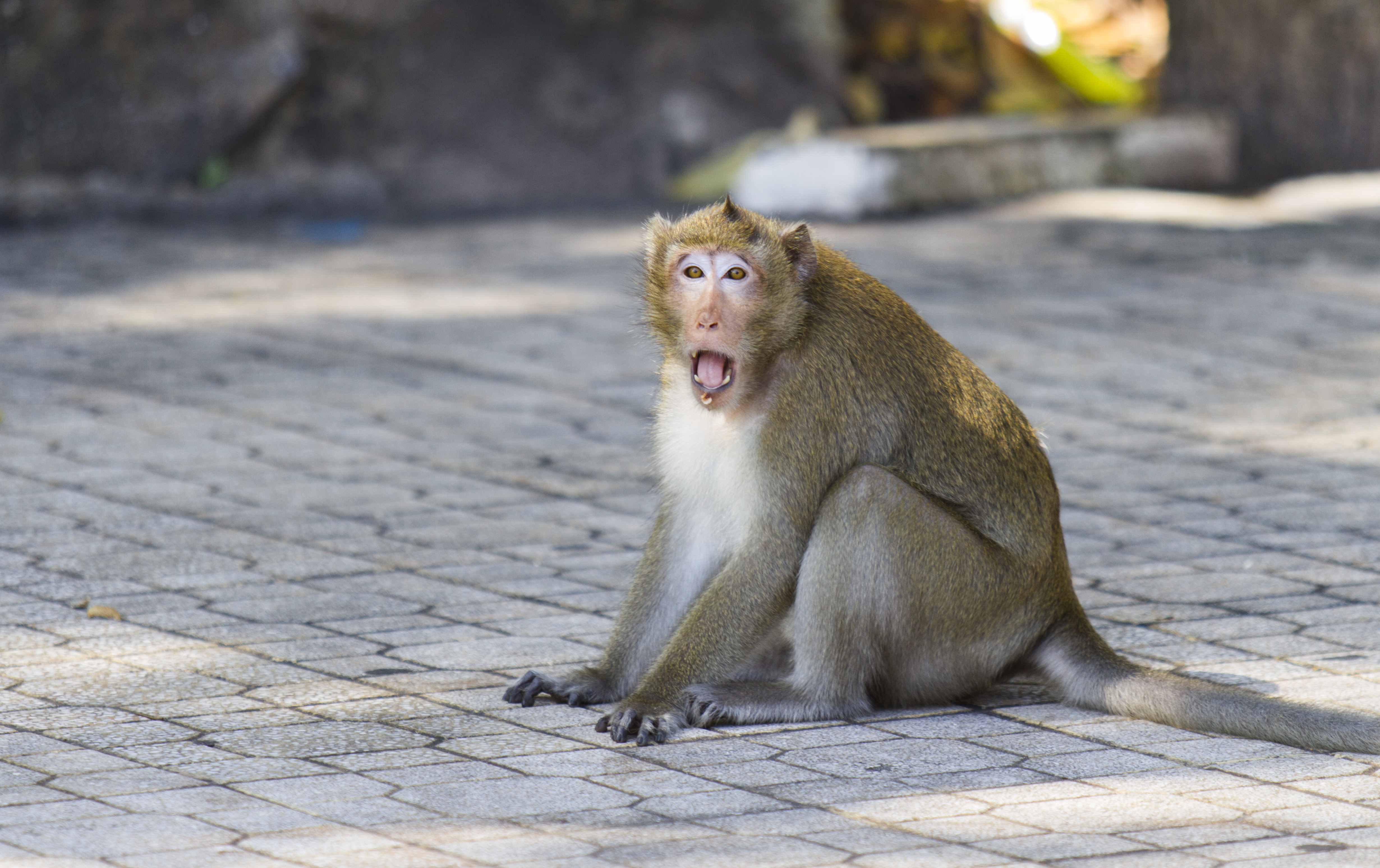 Cận cảnh cuộc sống đàn khỉ trong nội ô Tòa Thánh Cao Đài Tây Ninh