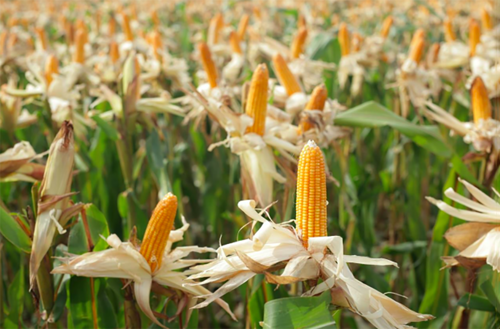 Cây trồng biến đổi gen giúp nông dân tăng thu nhập