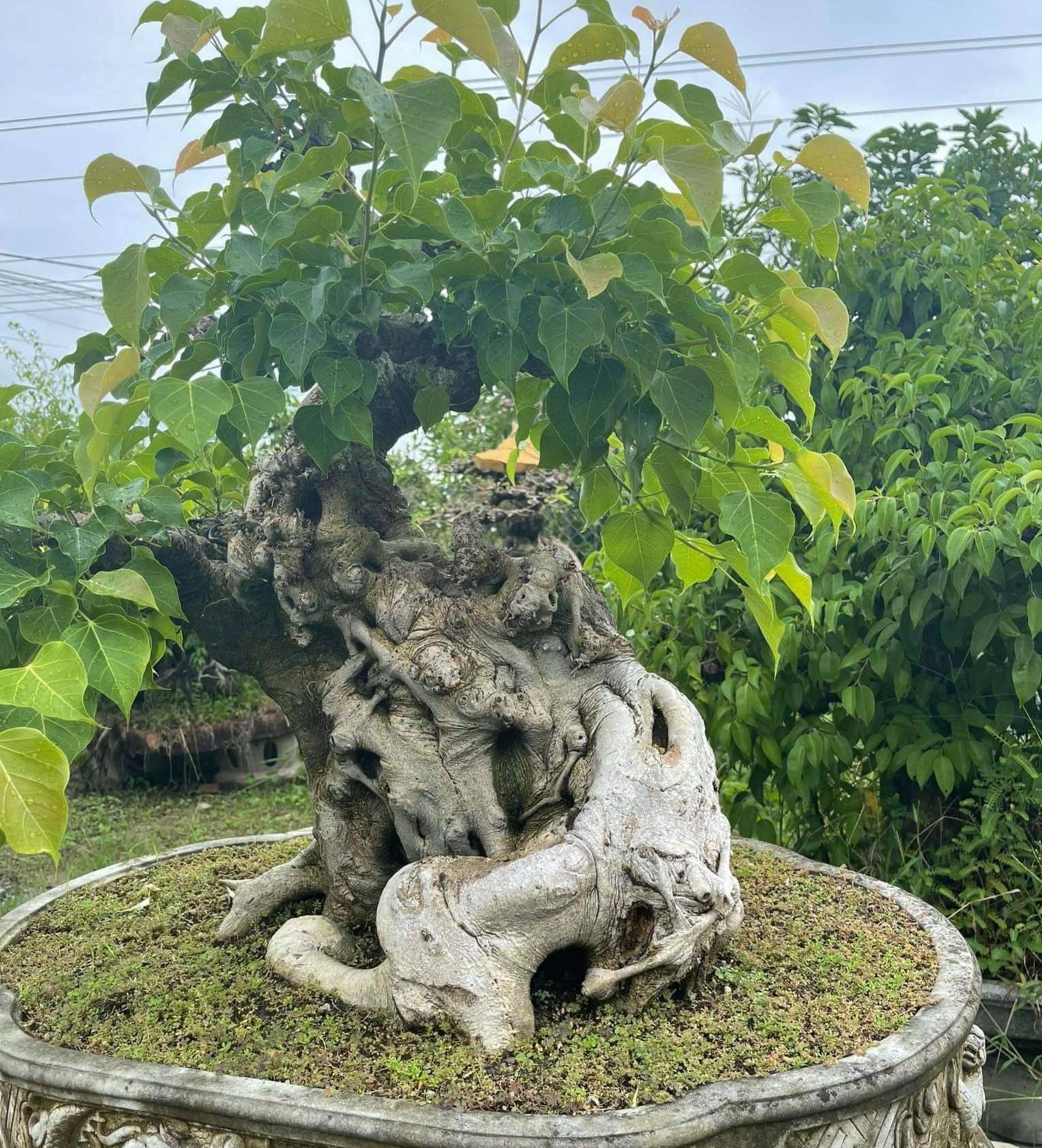 Kiếm thêm tiền triệu nhờ trồng bonsai bồ đề