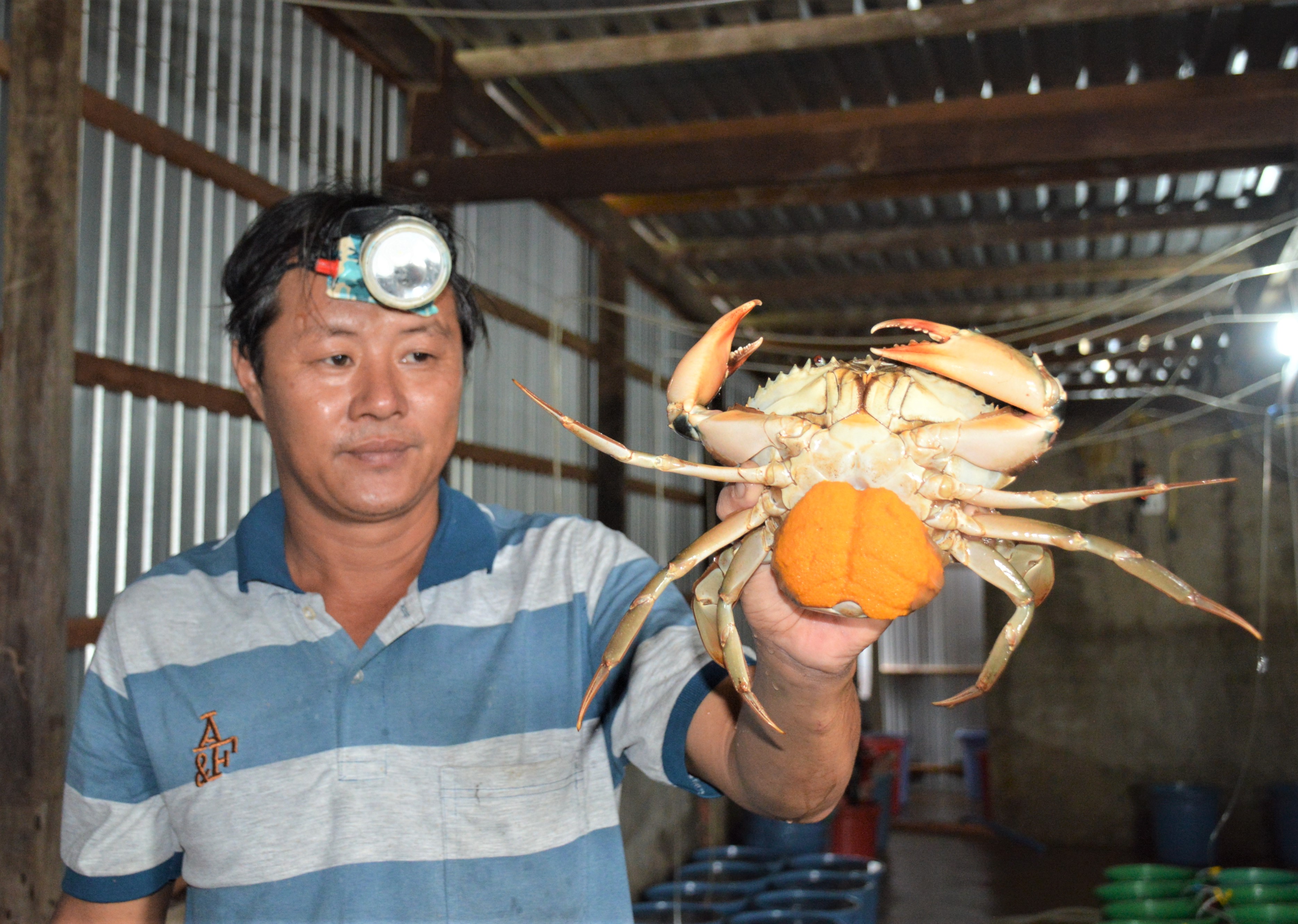 Cà Mau sản xuất sản phẩm có lợi thế cạnh tranh trên thị trường