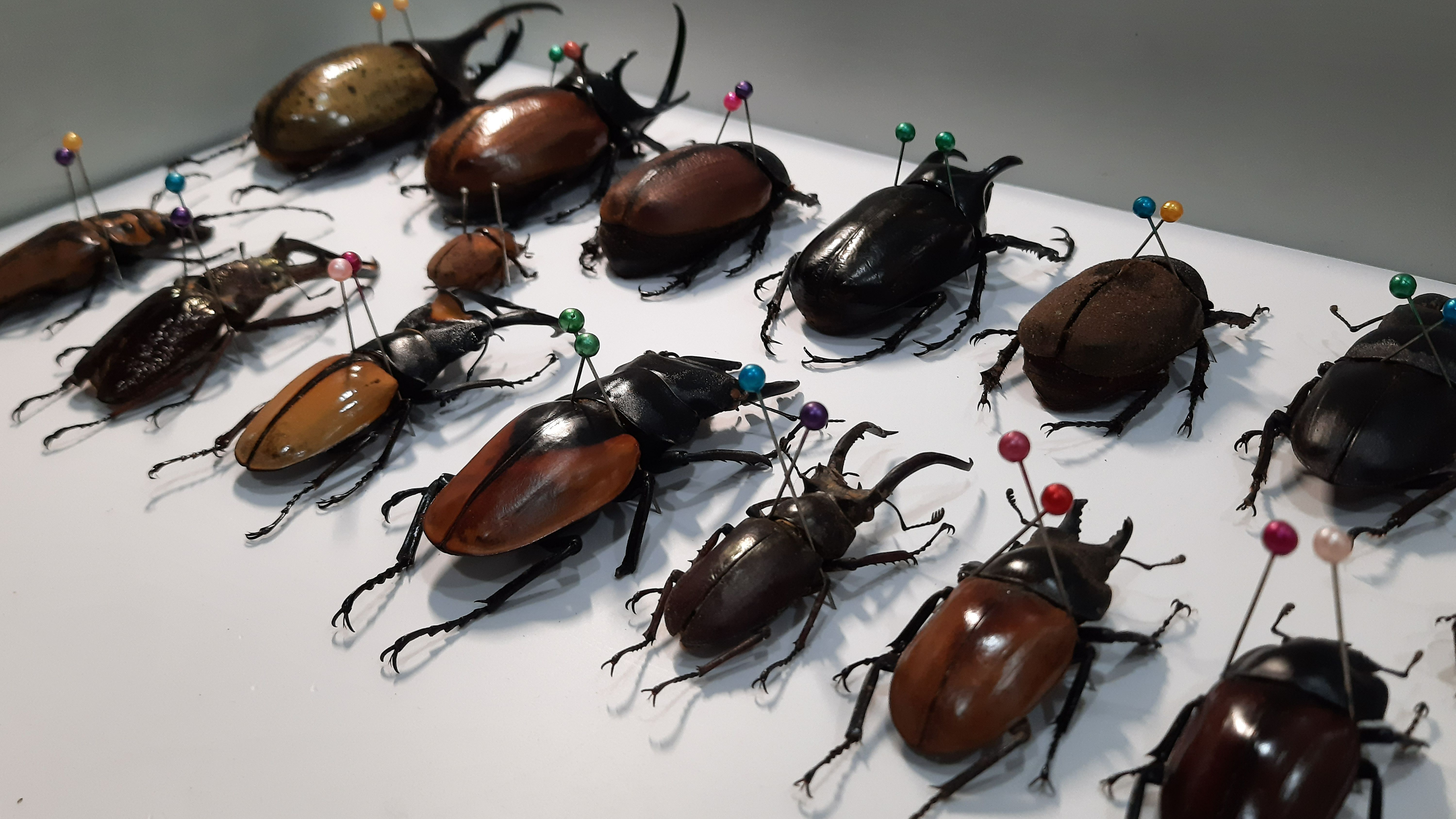 Tại sao người trẻ chịu chi cả trăm triệu để nuôi bọ cánh cứng?