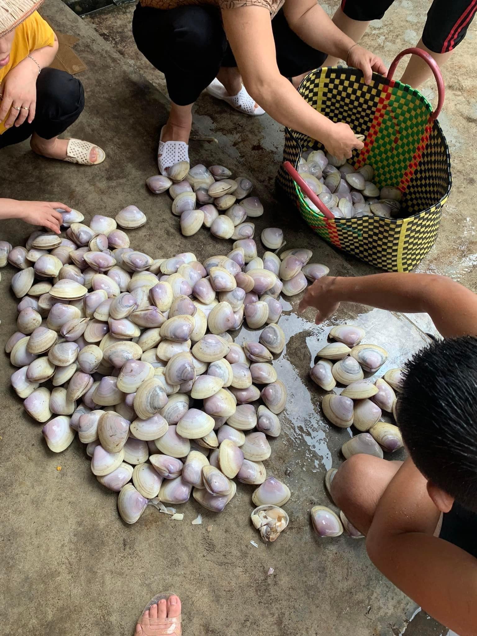 Biển đầy ắp ngao to, người dân được nhặt thoải mái nhờ 30 tấn 'lộc biển'