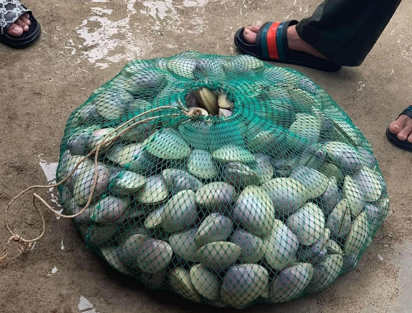 Biển đầy ắp ngao to, người dân được nhặt thoải mái nhờ 30 tấn 'lộc biển'