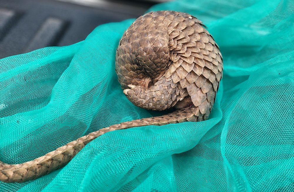 TP.HCM: Người dân bàn giao tê tê nặng 1 kg cho kiểm lâm thả về tự nhiên