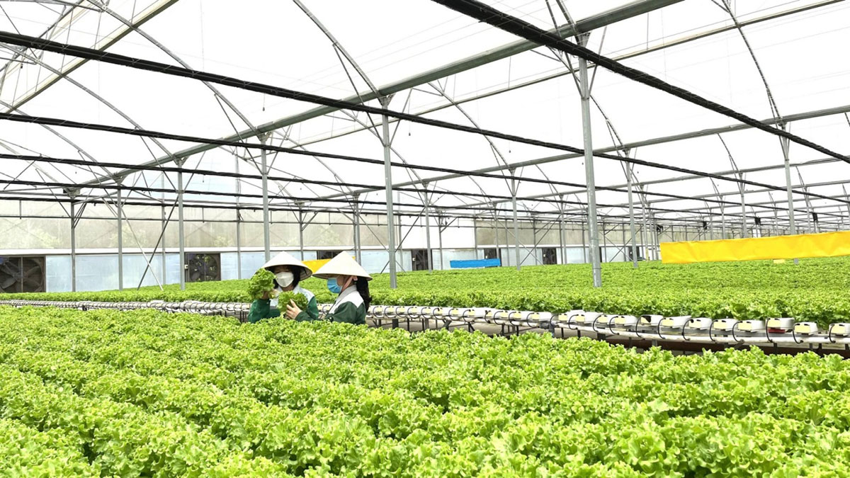 Với bệ đỡ ‘sân nhà’, WinEco tự tin ‘xã hội hóa rau sạch’ trên toàn quốc