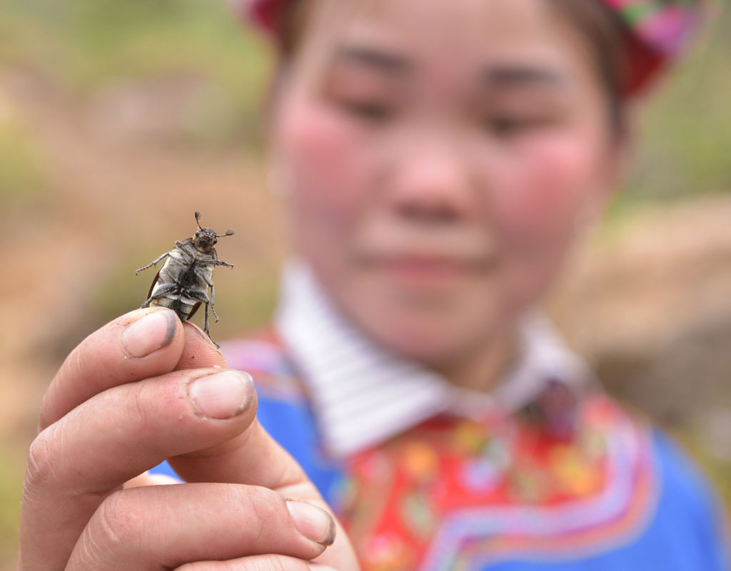 Lên núi, đợi con Tu Pù... kéo nhau
