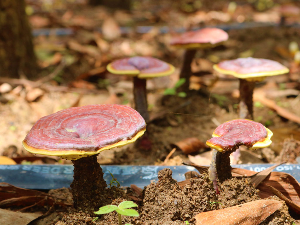 Tìm vàng dưới tán rừng