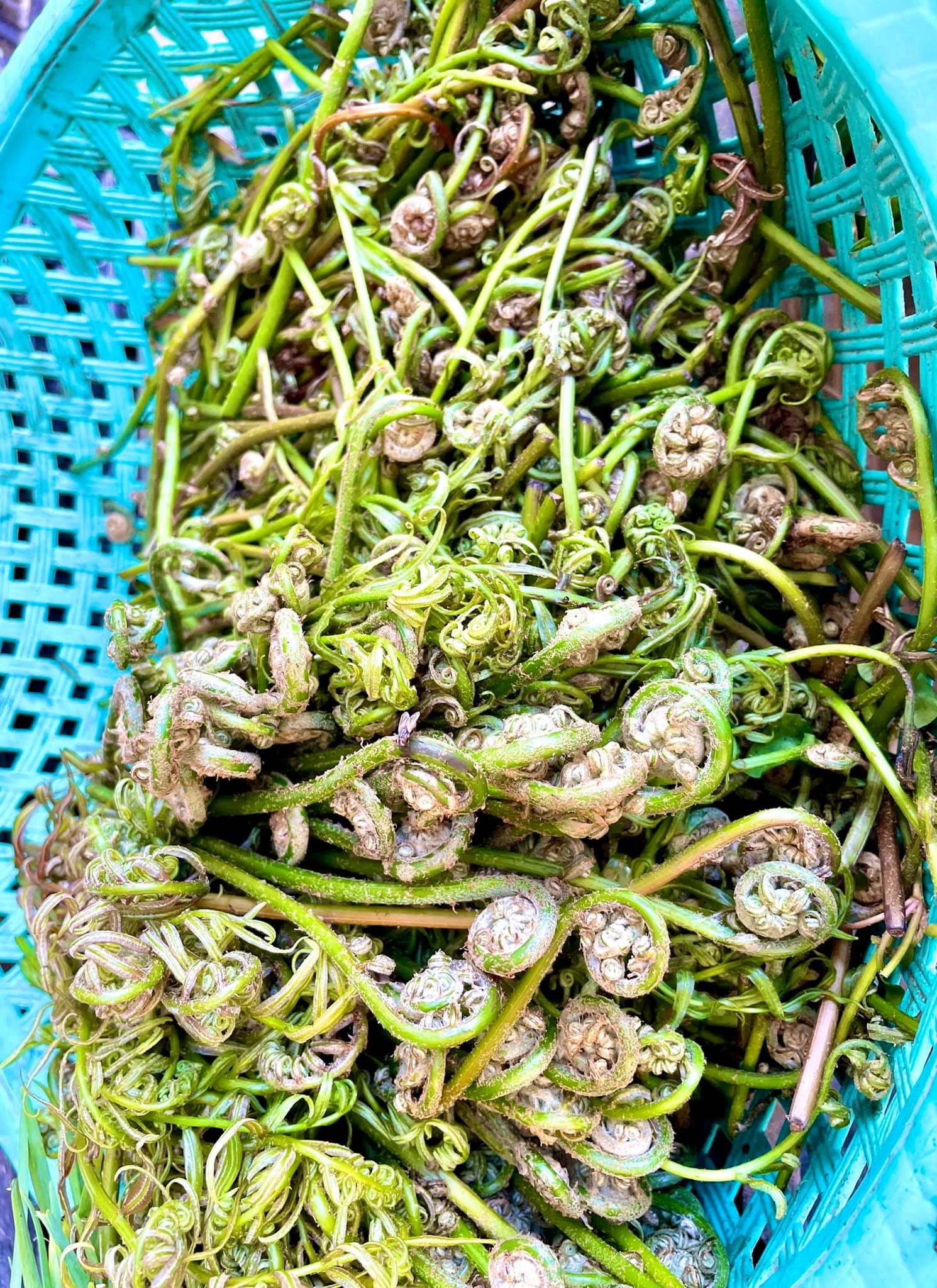 Nhớ lắm đọt choại quê hương