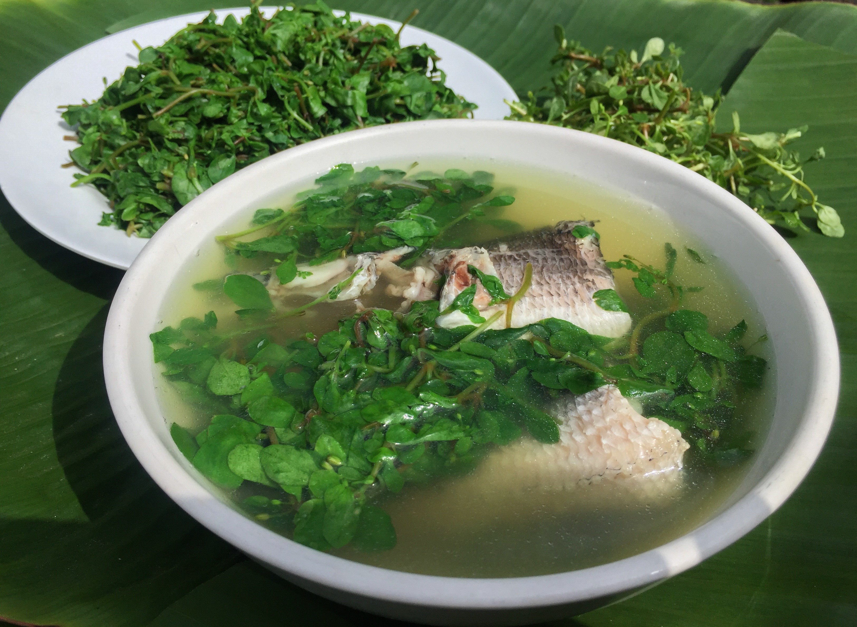 Tình rau đắng đất