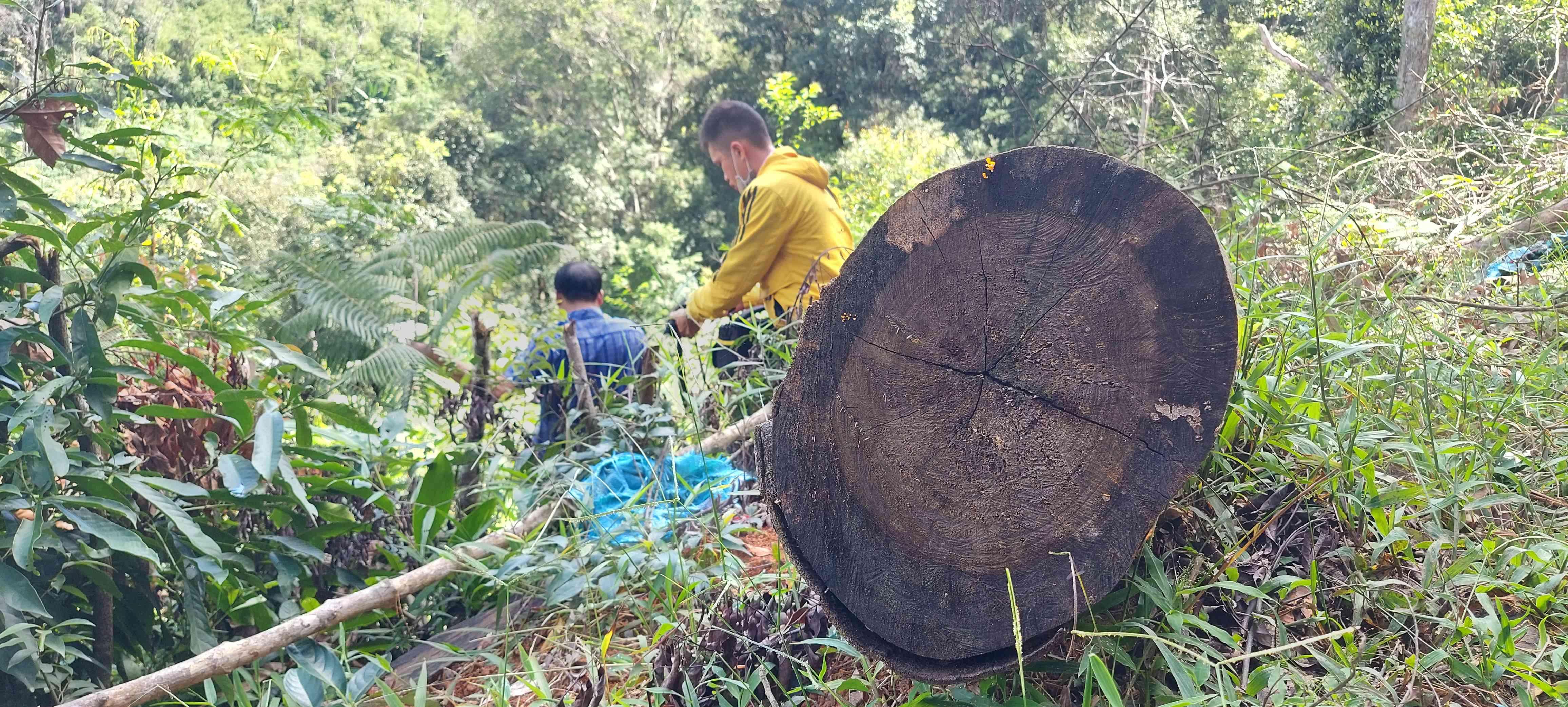 Kon Tum: Báo động tình trạng phá rừng làm nương rẫy